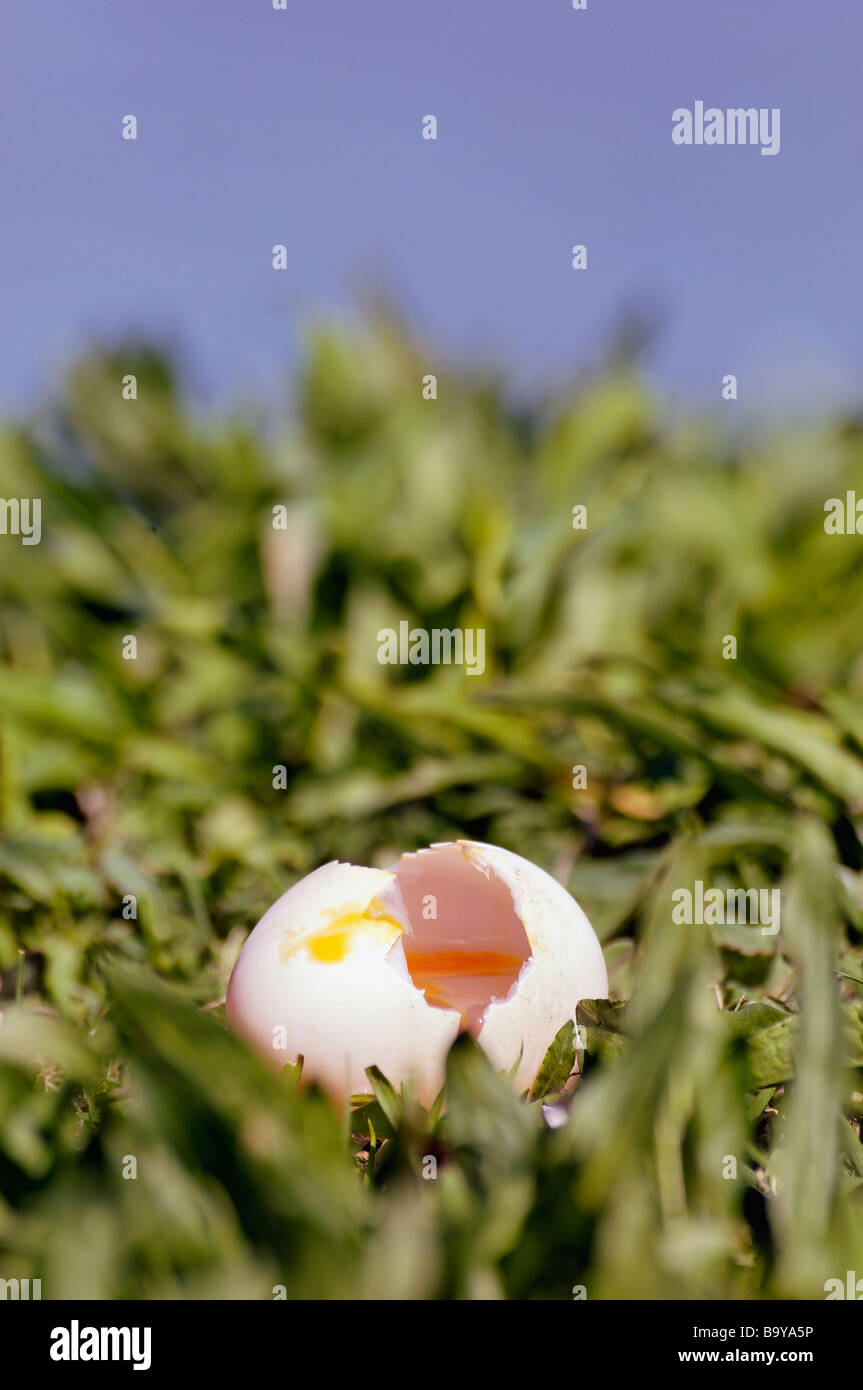 Broken Canada Goose Egg Stock Photo - Alamy