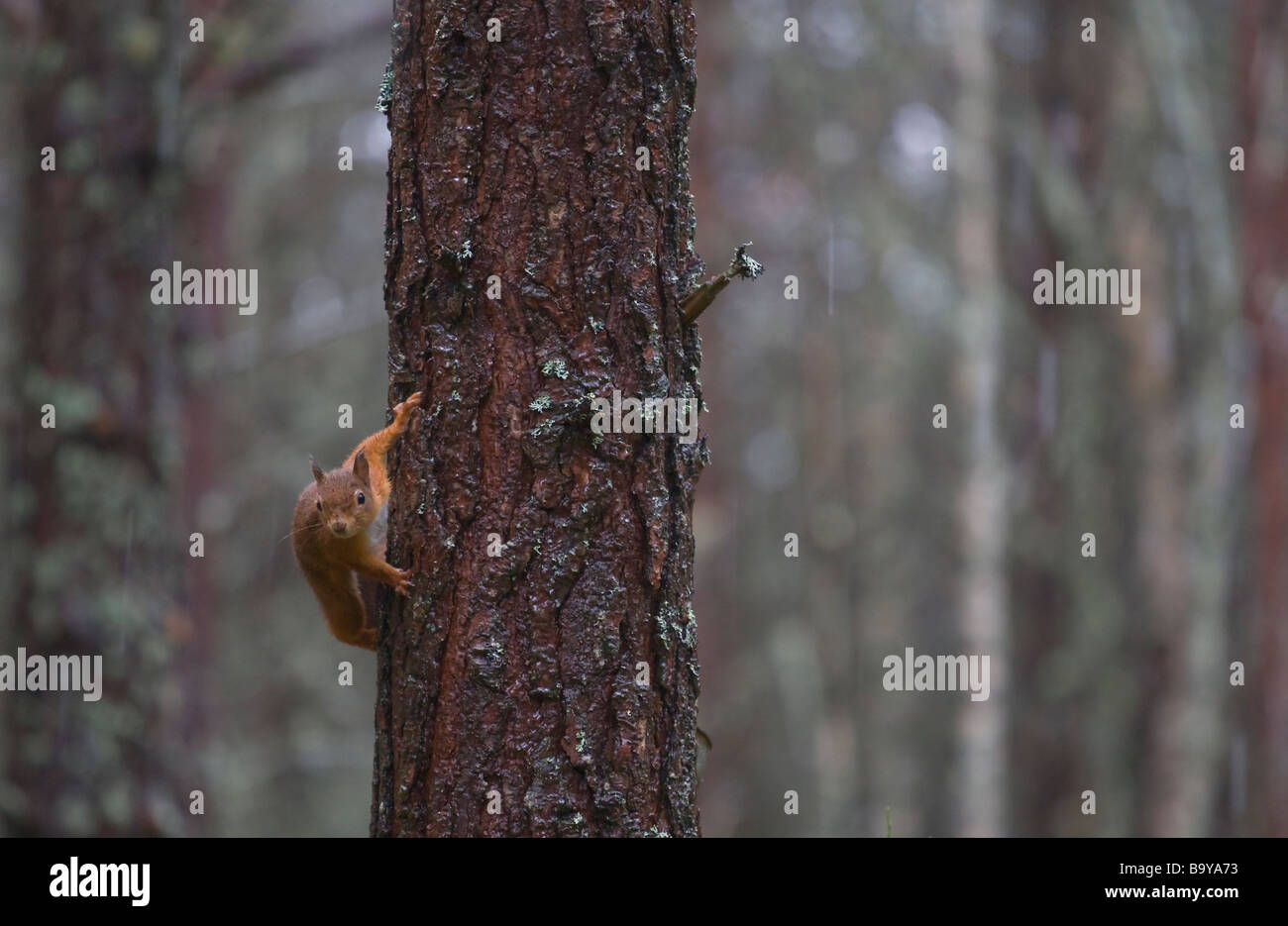Red squirrel looking around tree in woods Stock Photo - Alamy