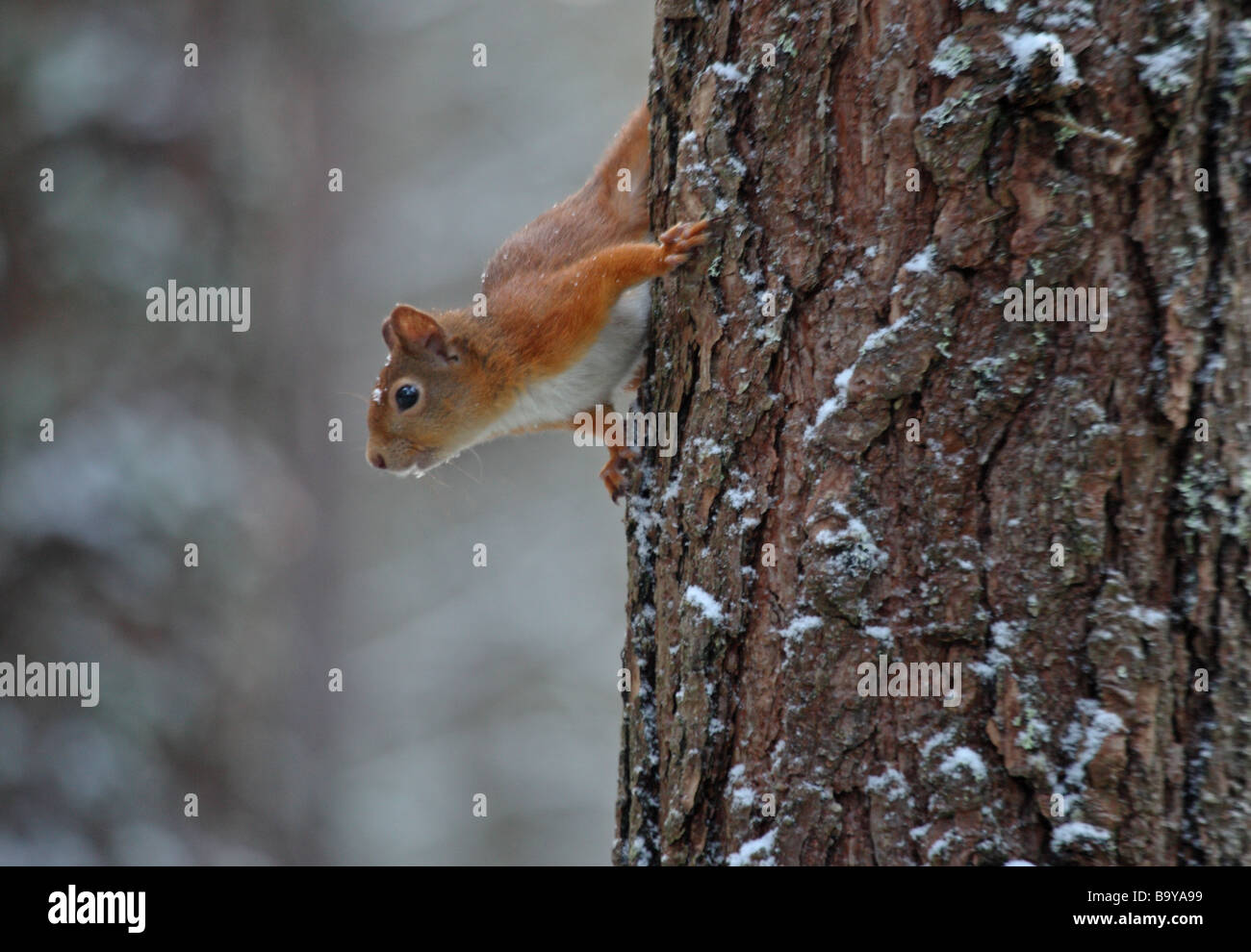 Red squirrel looking around tree in woods Stock Photo - Alamy