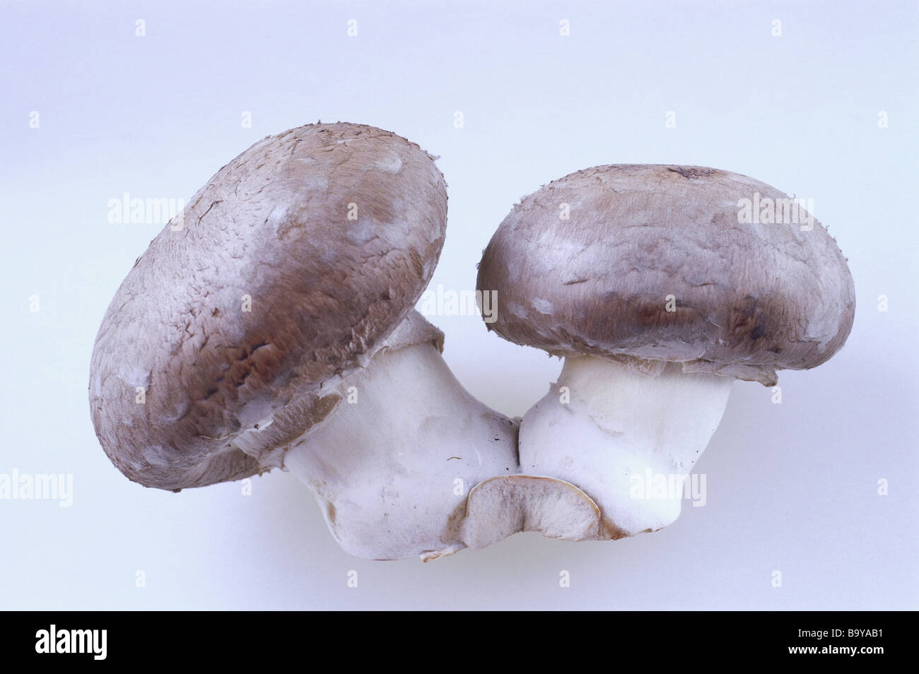 Species agaricus hi-res stock photography and images - Alamy