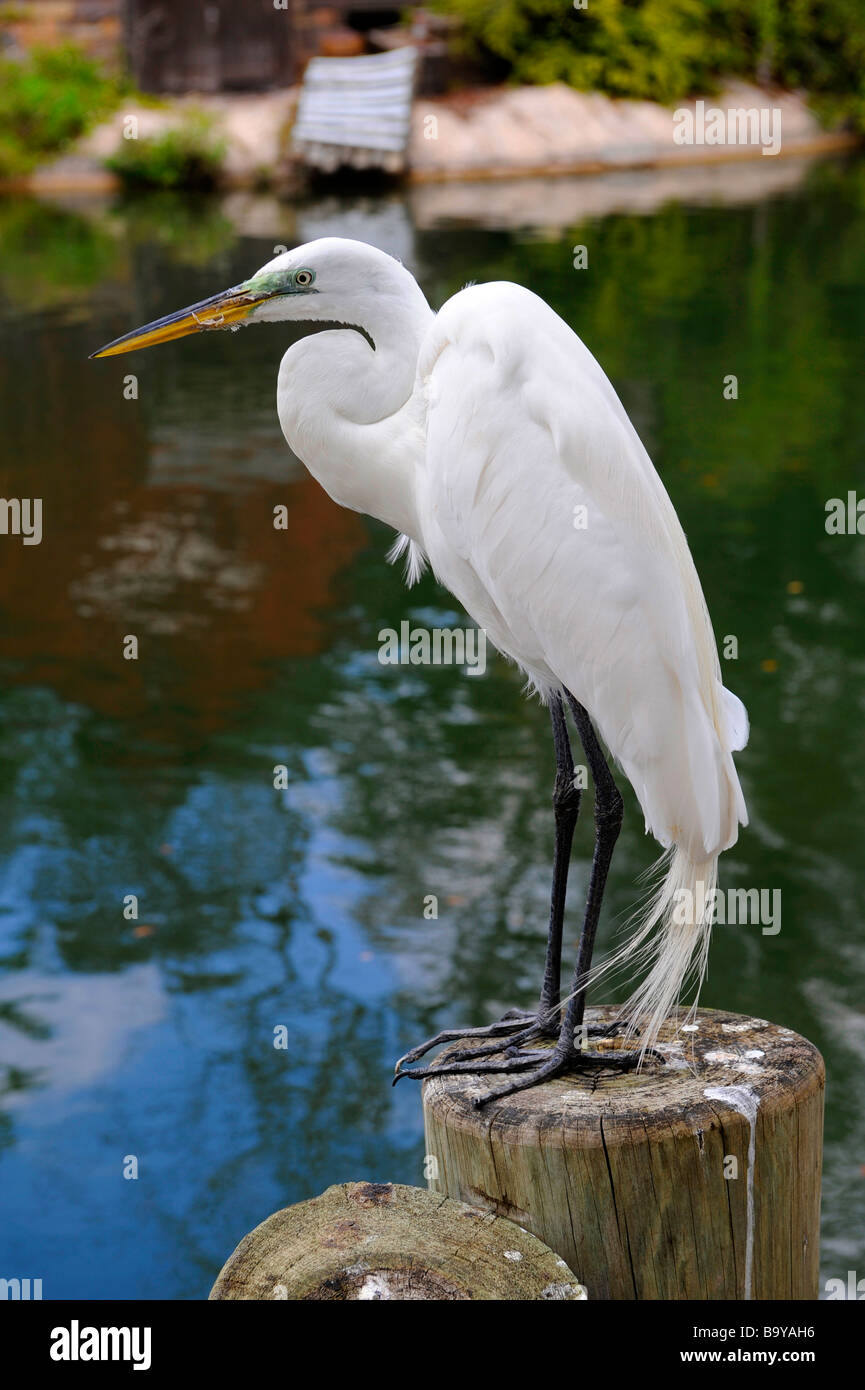What Are The White Birds At Disney World