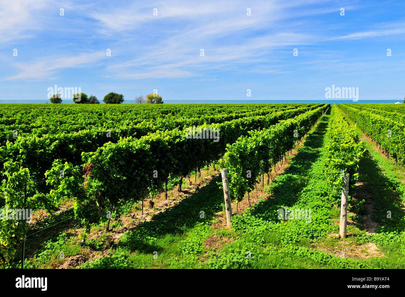 Rows of young grape vines growing in Niagara peninsula vineyard Stock ...