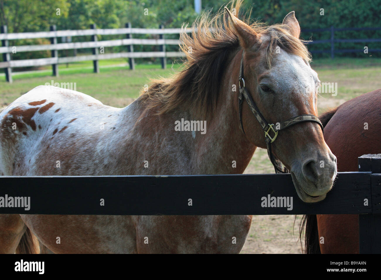Ranch hi res hi-res stock photography and images - Alamy
