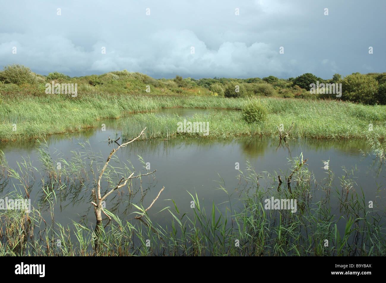 Marshes wetland hi-res stock photography and images - Alamy