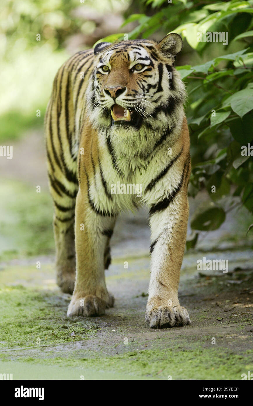 Amurtiger hi-res stock photography and images - Alamy