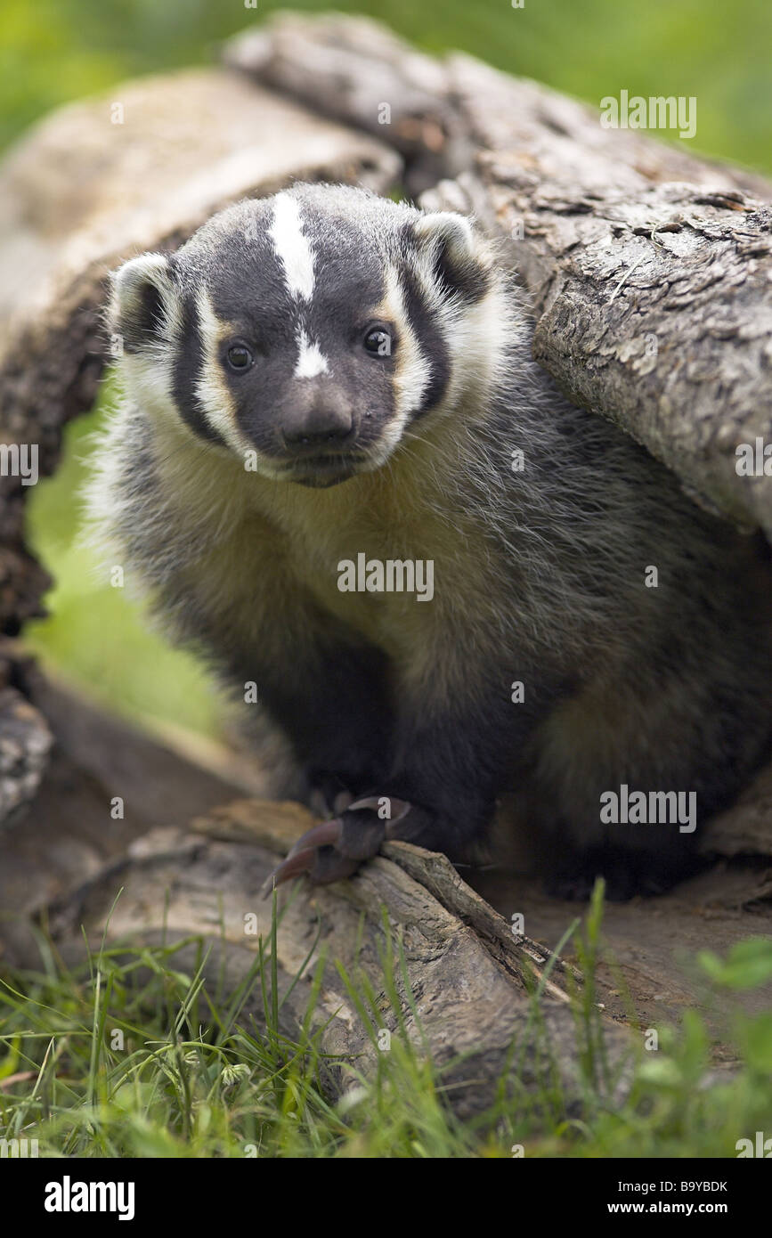 American badger portrait hi-res stock photography and images - Alamy