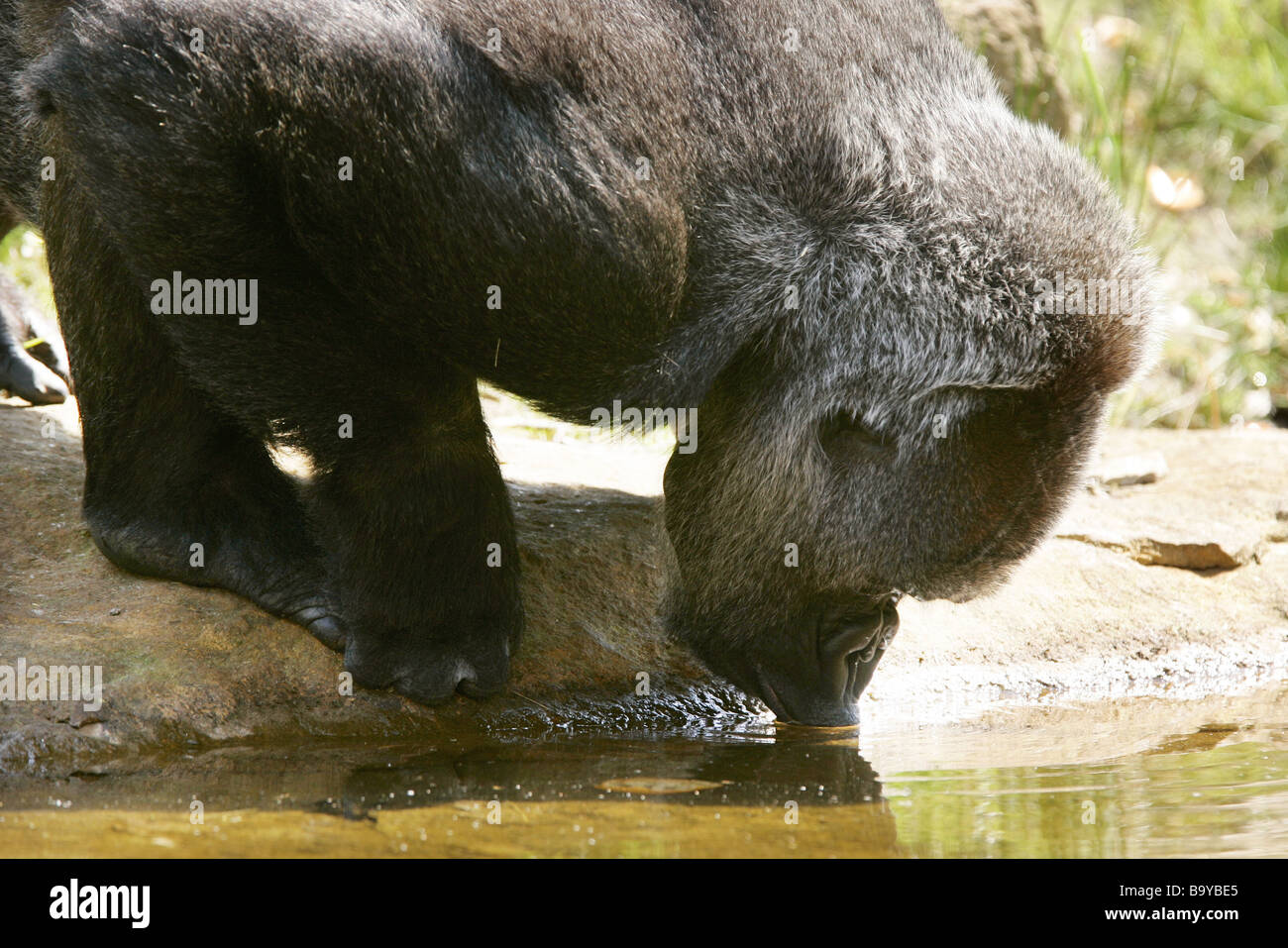 Gorilla monkey drinking hi-res stock photography and images - Alamy