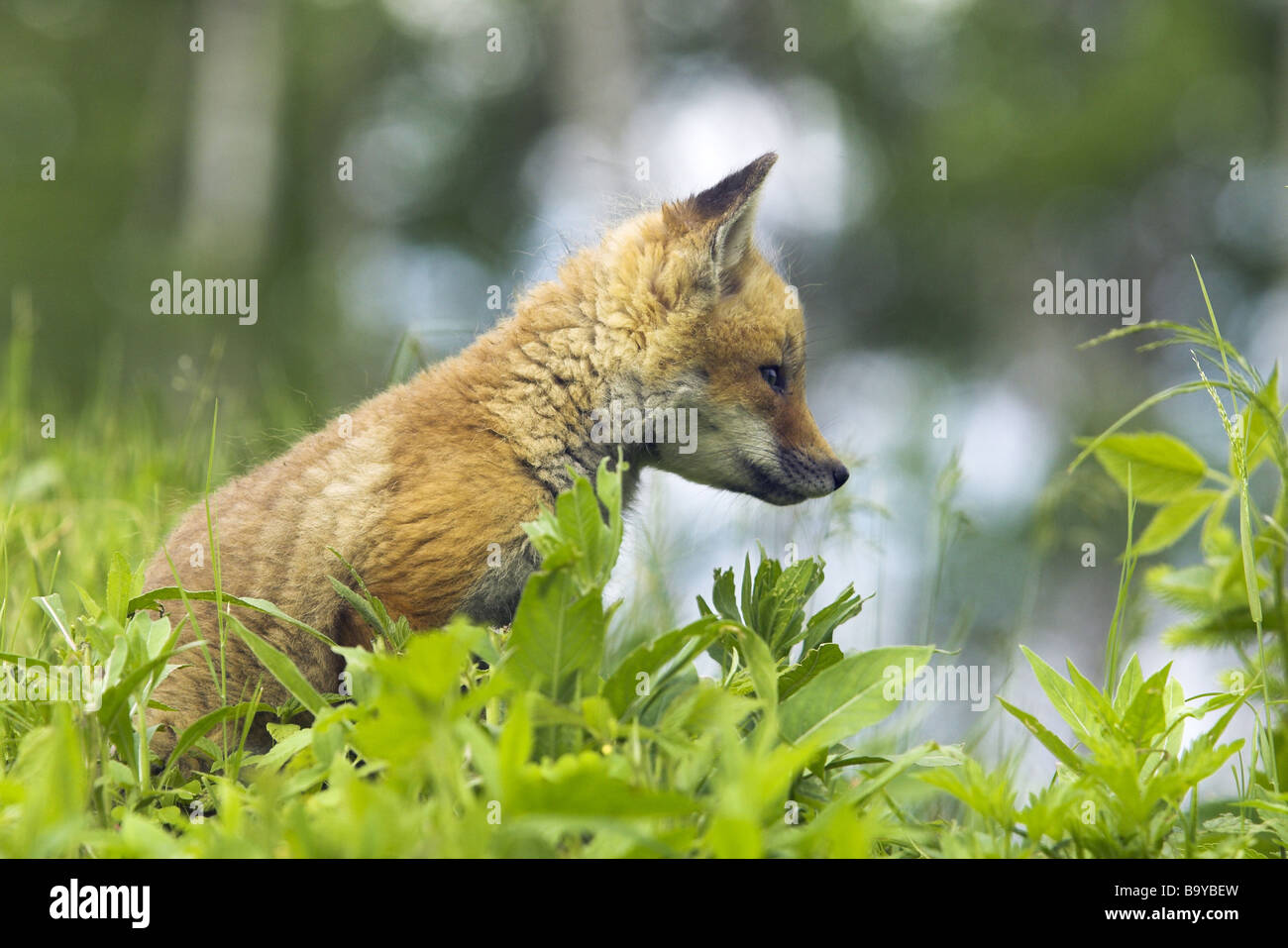 Observation Fox High Resolution Stock Photography and Images - Alamy