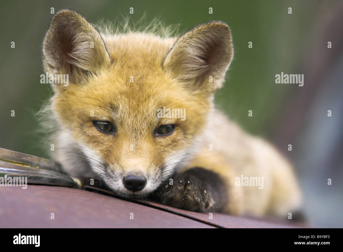 Snoozing red fox hi-res stock photography and images - Alamy