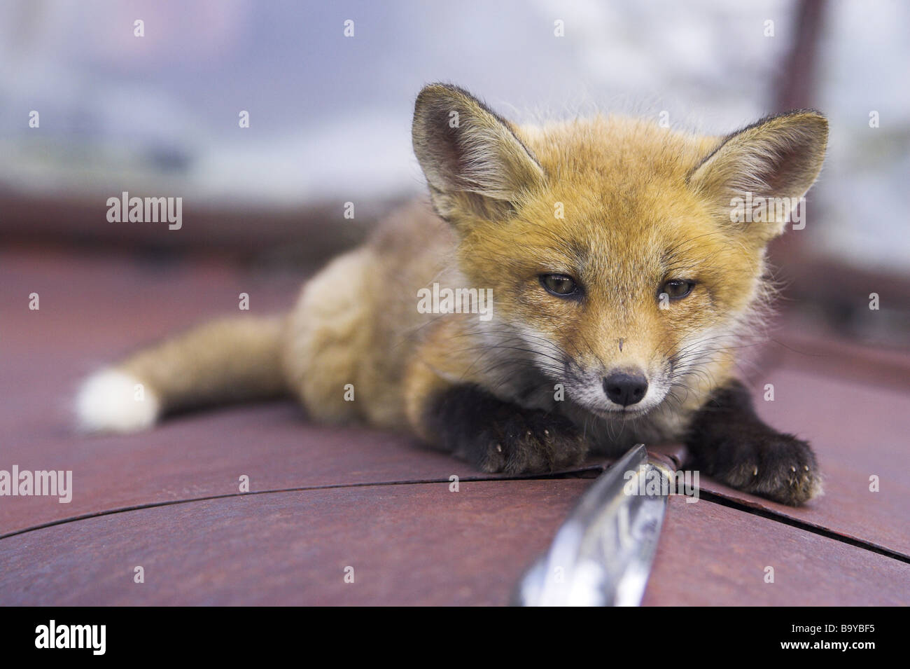 Snoozing red fox hi-res stock photography and images - Alamy