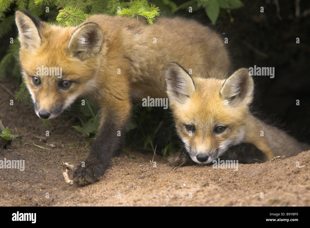Two red fox puppies hi-res stock photography and images - Alamy