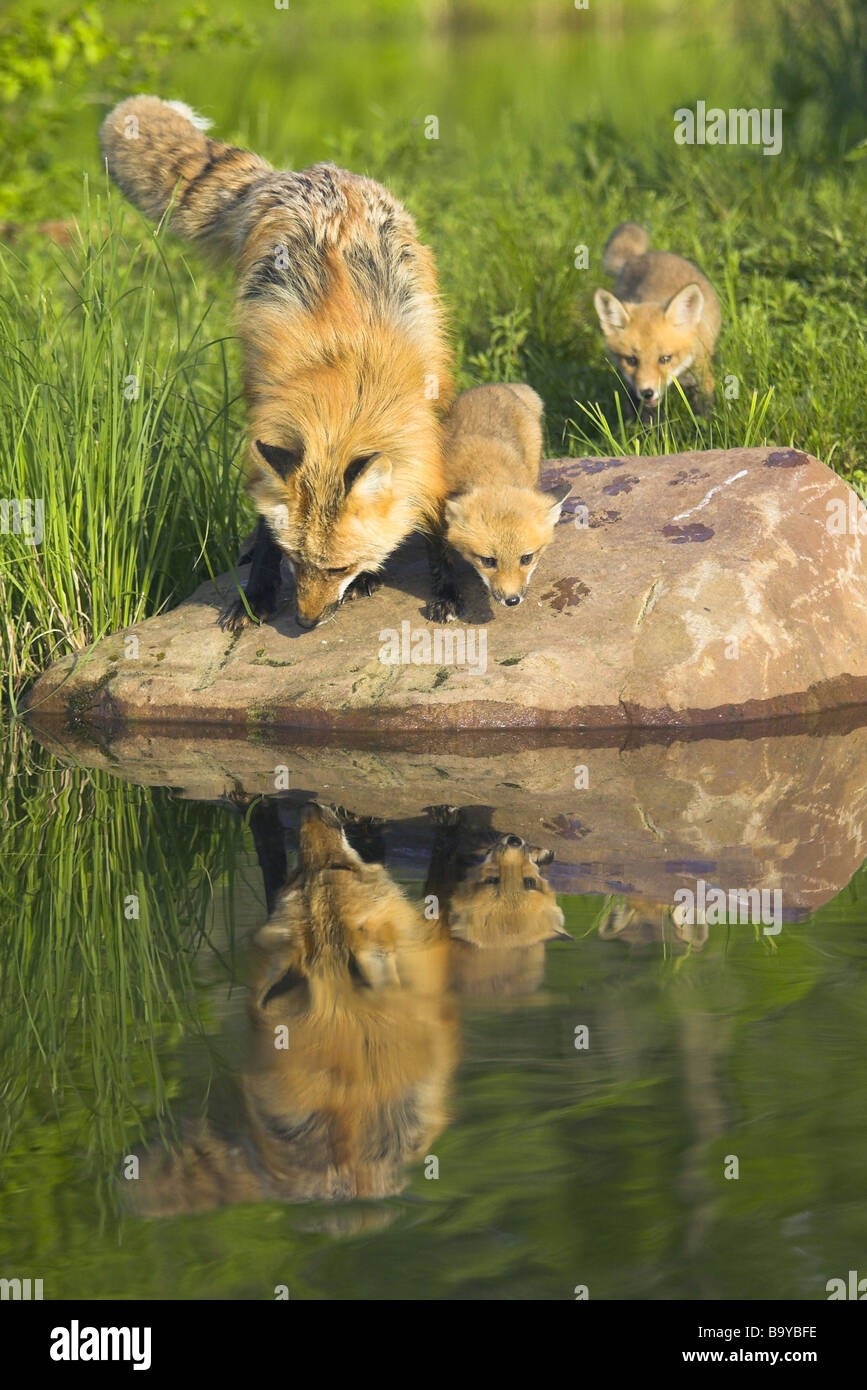Puppies with dam hi-res stock photography and images - Alamy