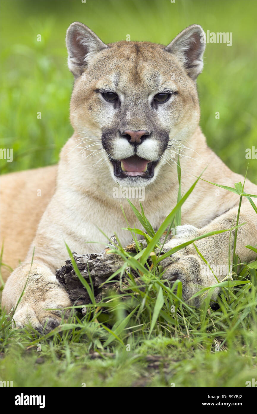 Felidae species hi-res stock photography and images - Alamy