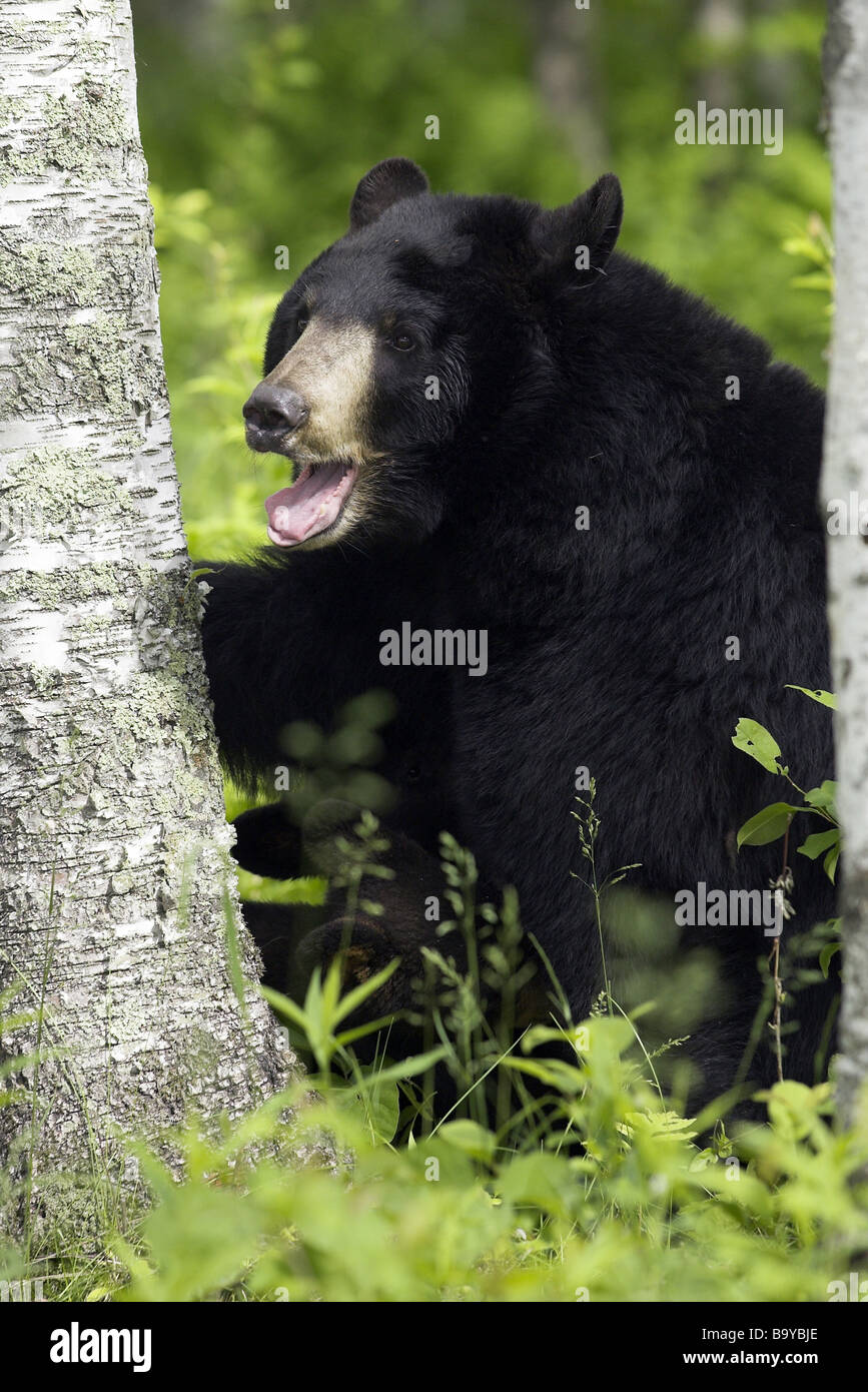 Vocal Matching High Resolution Stock Photography and Images - Alamy