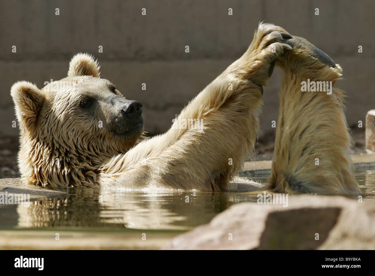 Bear leg hi-res stock photography and images - Alamy