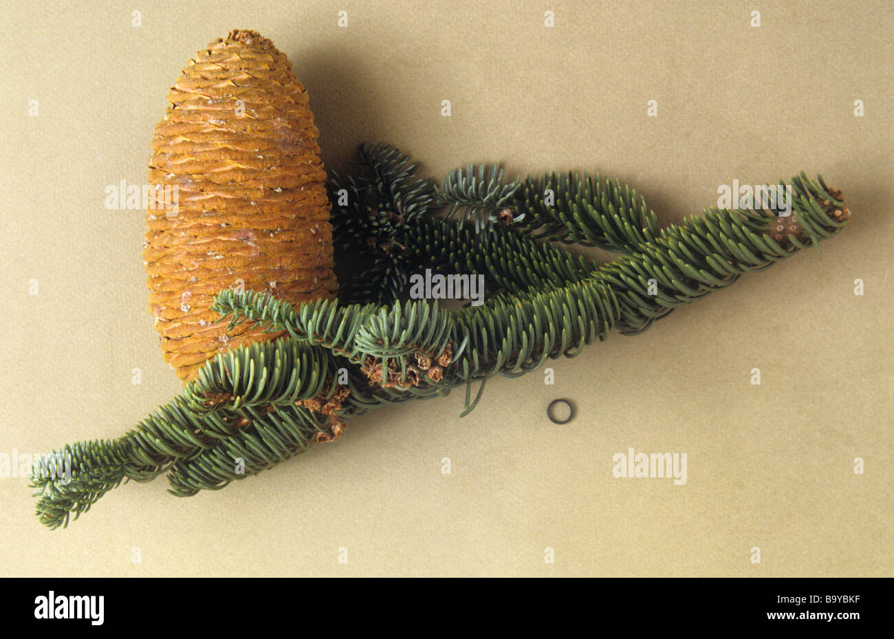 Abies magnifica (Red Fir) cone with 1 centimetre scale ring Stock Photo ...