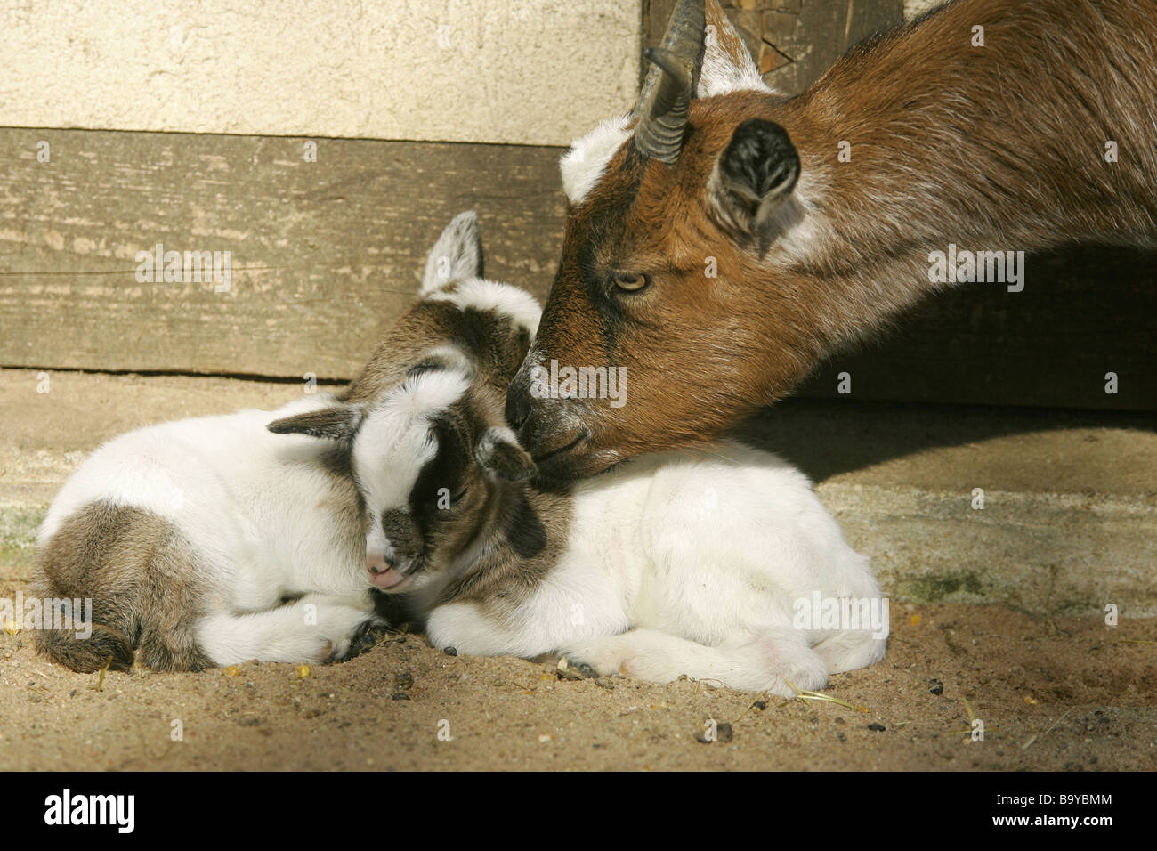Parental instinct hi-res stock photography and images - Alamy