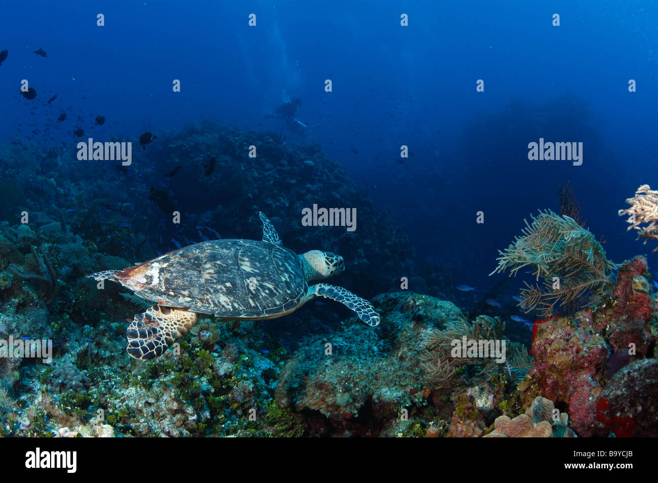 Leatherback turtle swimming over the reef Stock Photo - Alamy