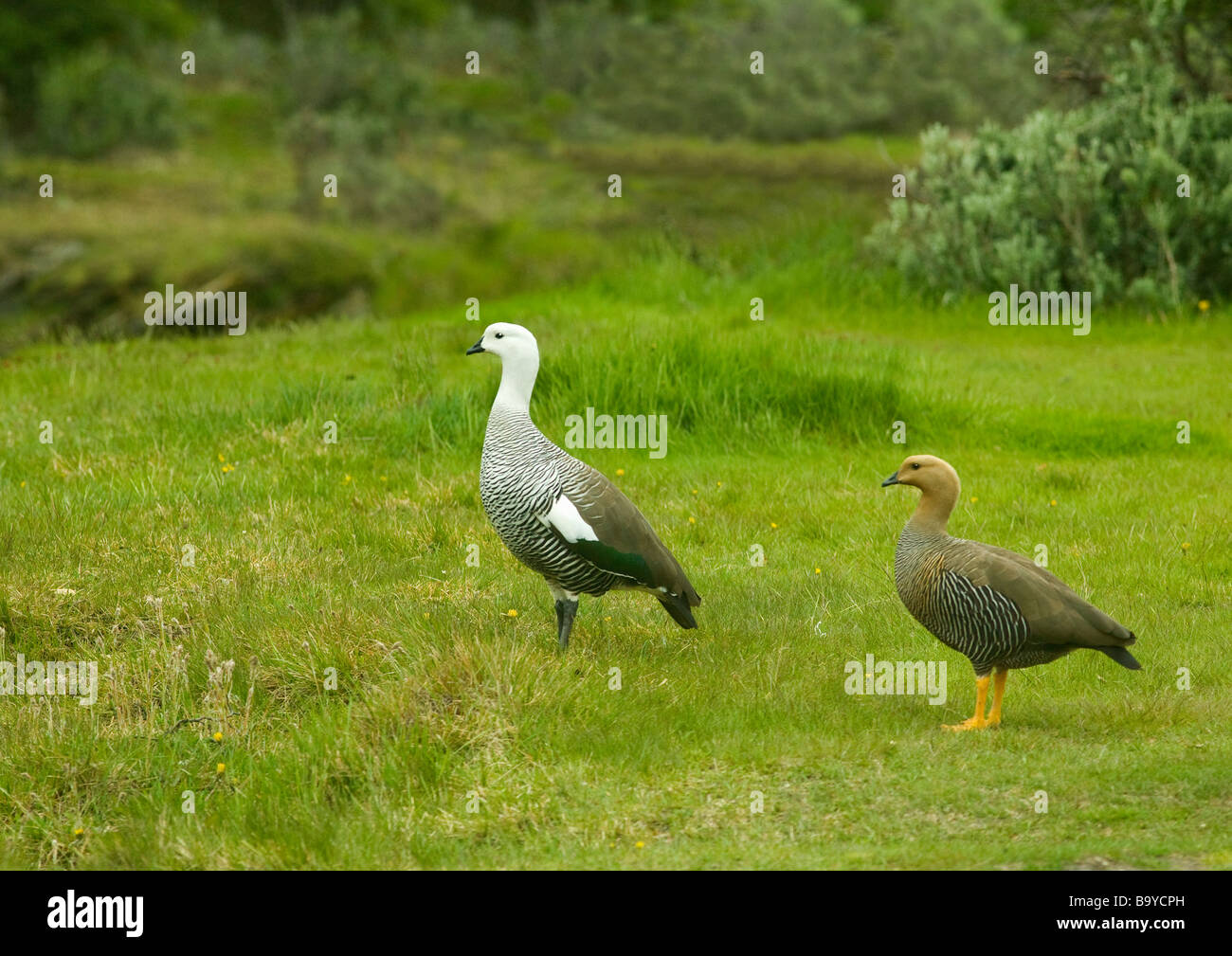 Upland goose or magellan goose chloephaga picta hi-res stock ...
