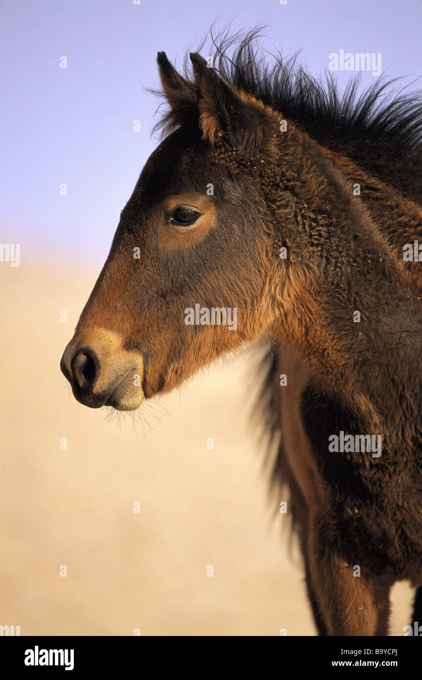 Ten wild animals hi-res stock photography and images - Alamy