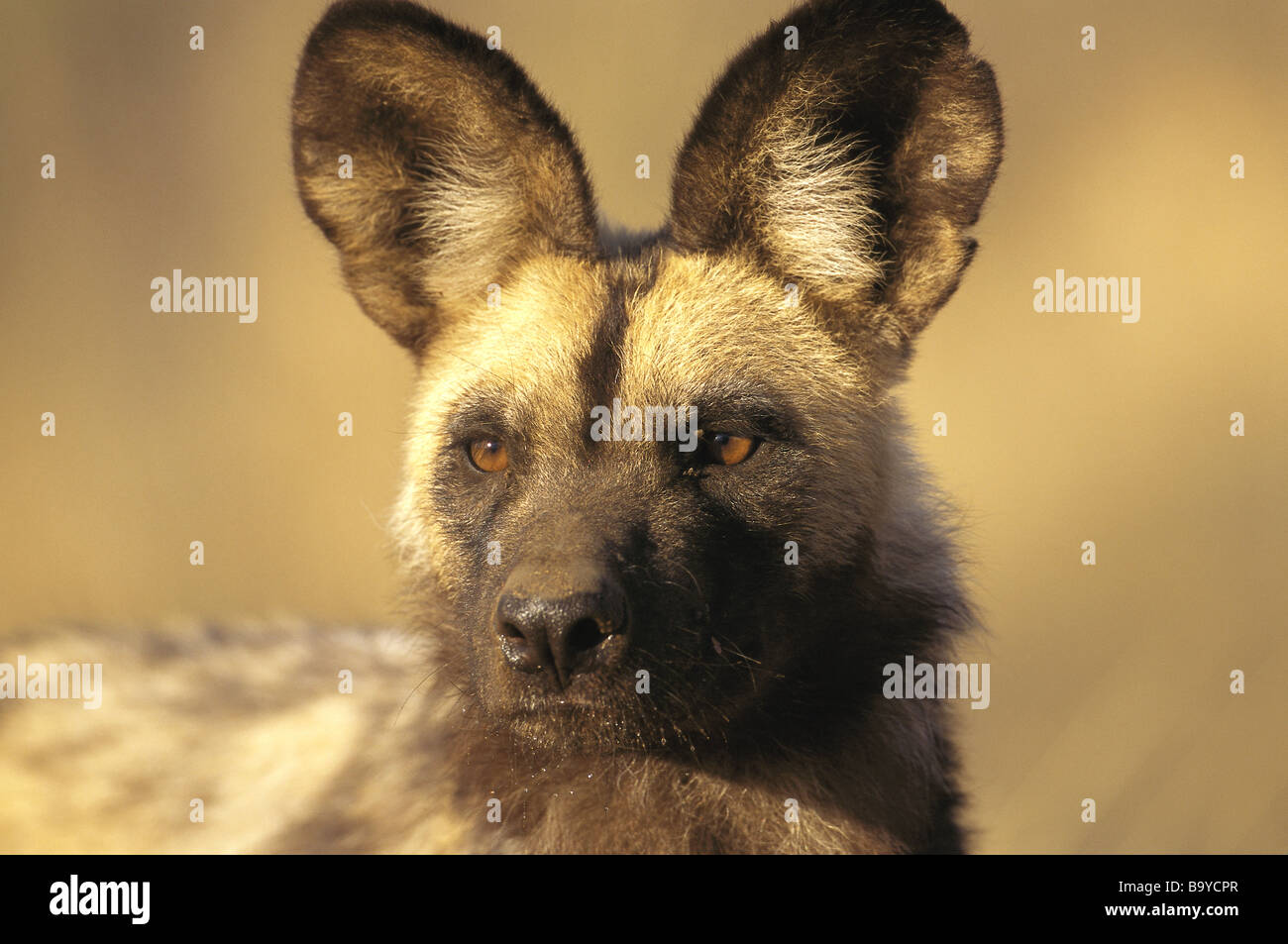 Eleven animals hi-res stock photography and images - Alamy