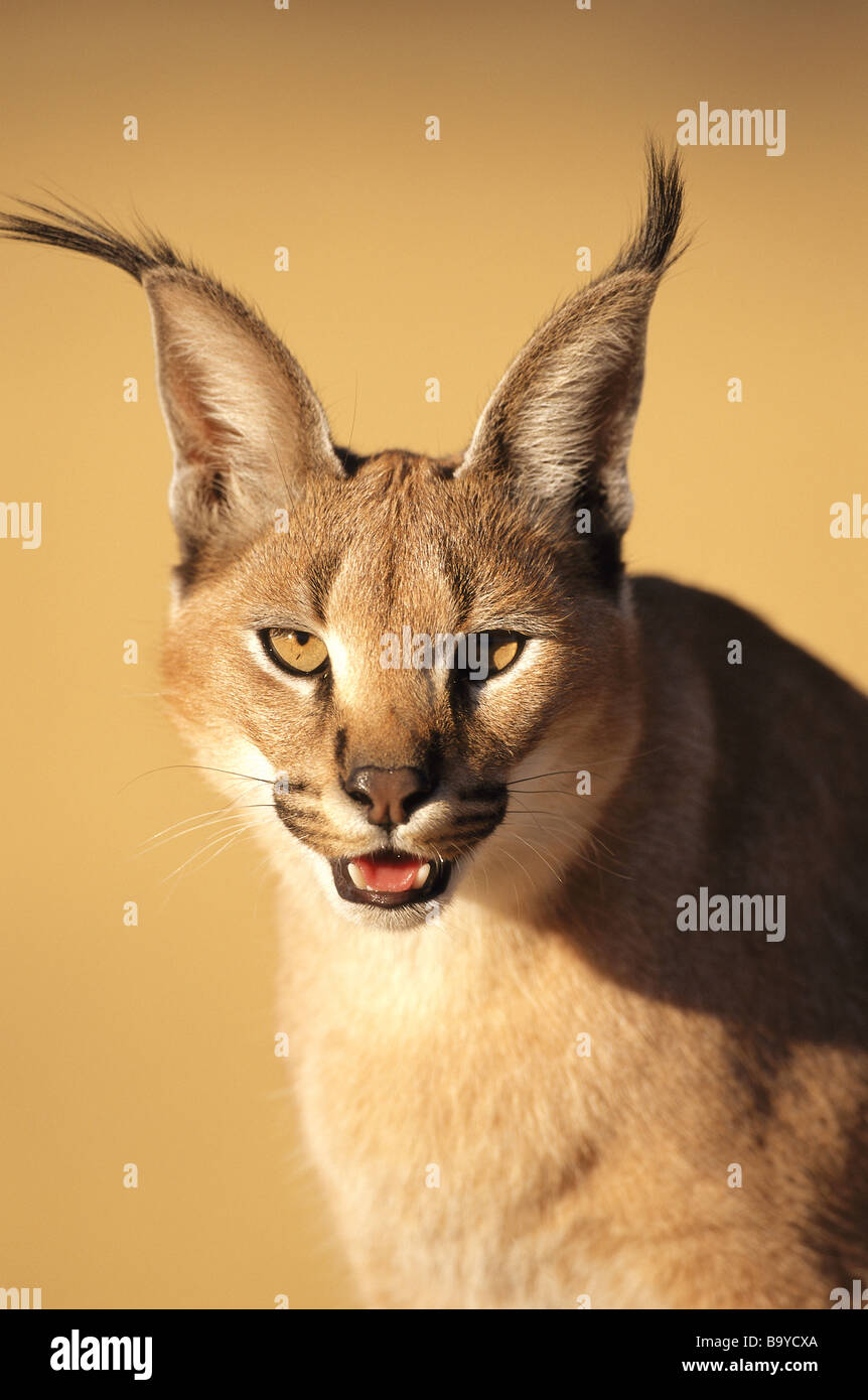 Profelis hi-res stock photography and images - Alamy