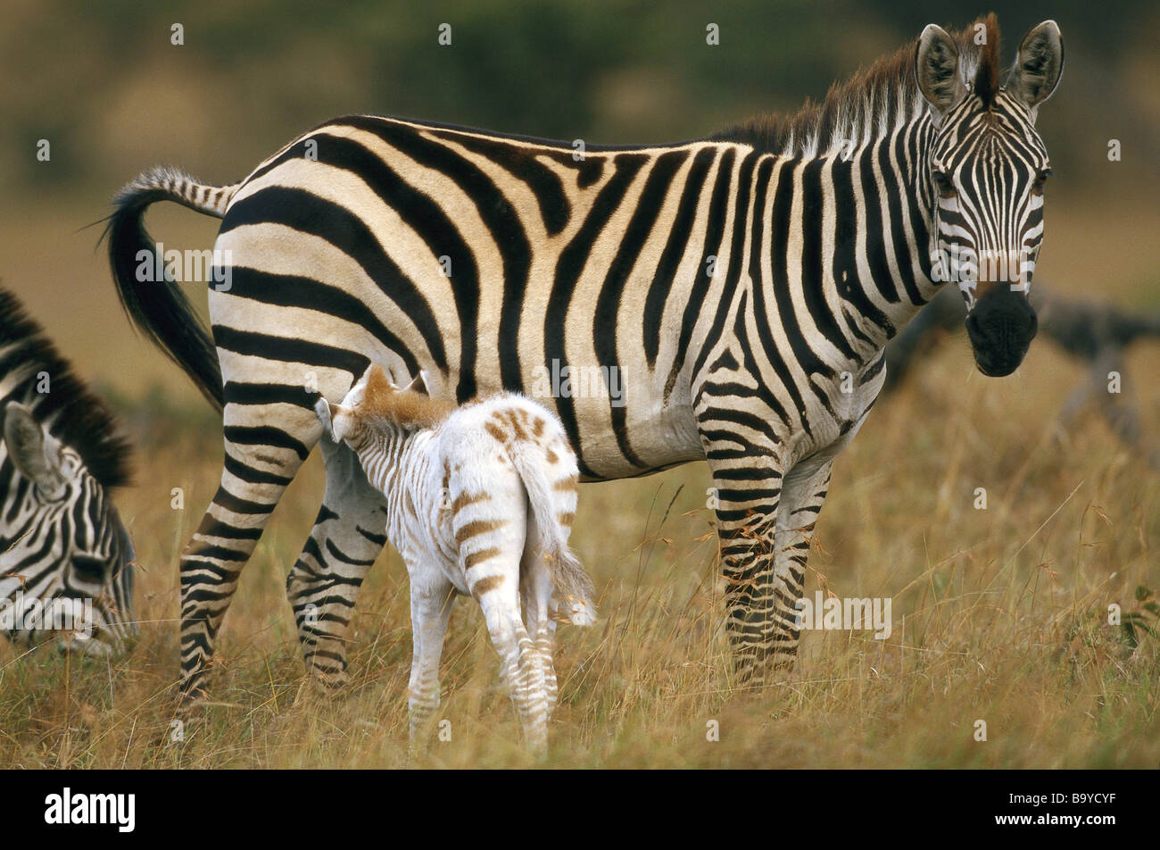 Mammal albino zebra hi-res stock photography and images - Alamy