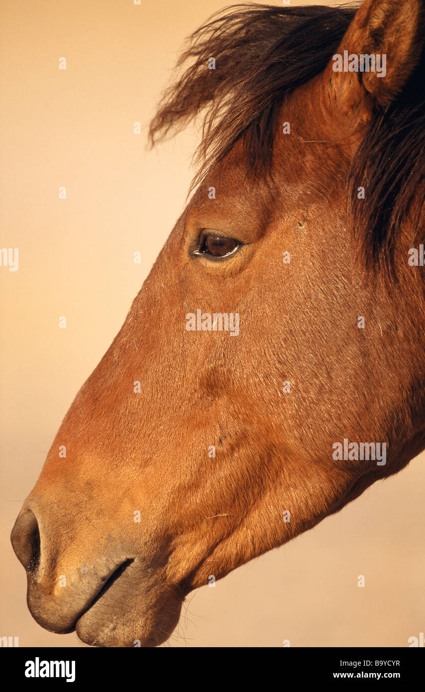 House horses hi-res stock photography and images - Alamy