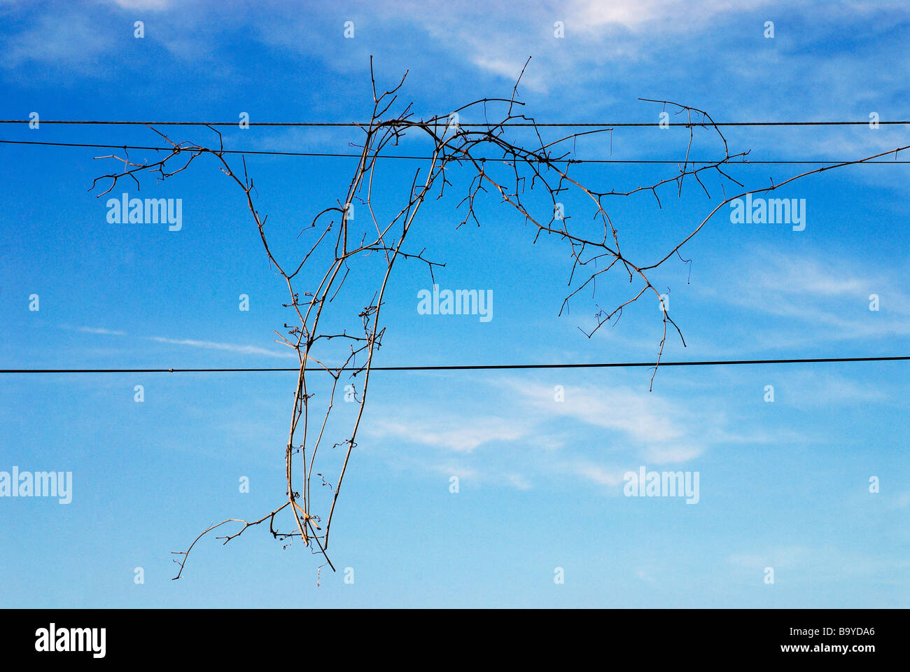 Vine caught up in power lines Stock Photo - Alamy