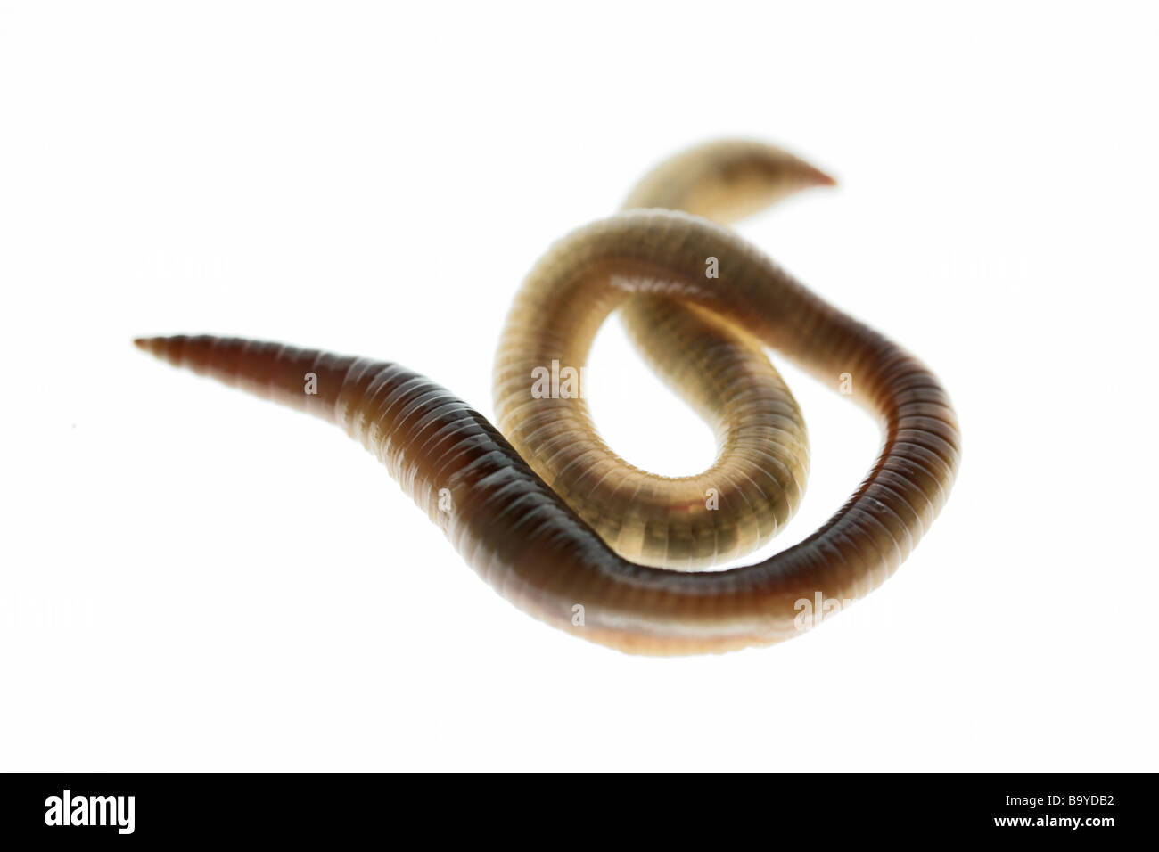Ringlet worms hi-res stock photography and images - Alamy