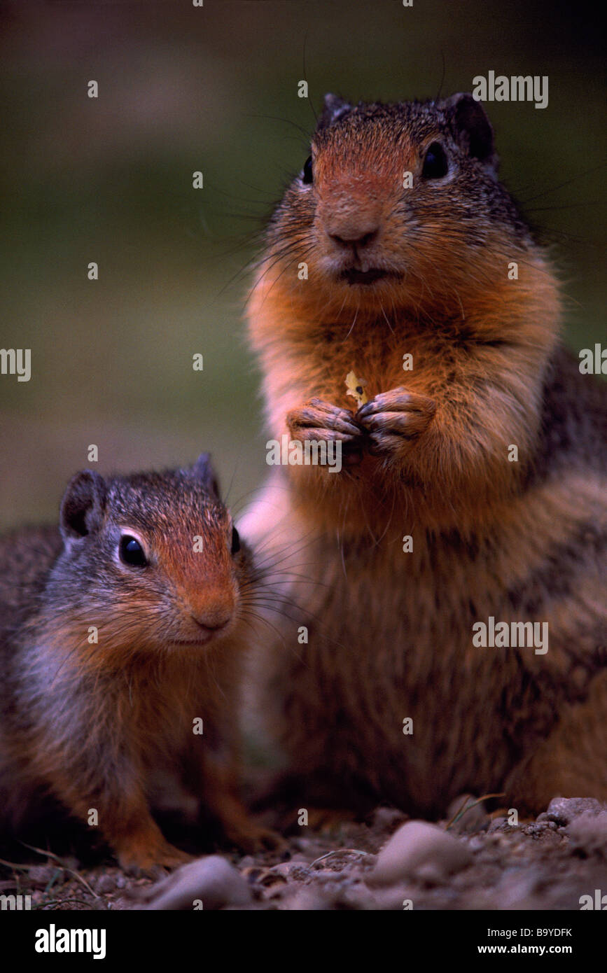 Adult and Young Columbian Ground Squirrels (Spermophilus columbianus ...