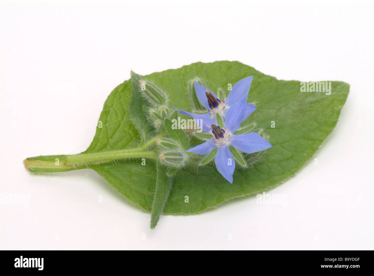 Borago officinalis plant hi-res stock photography and images - Alamy