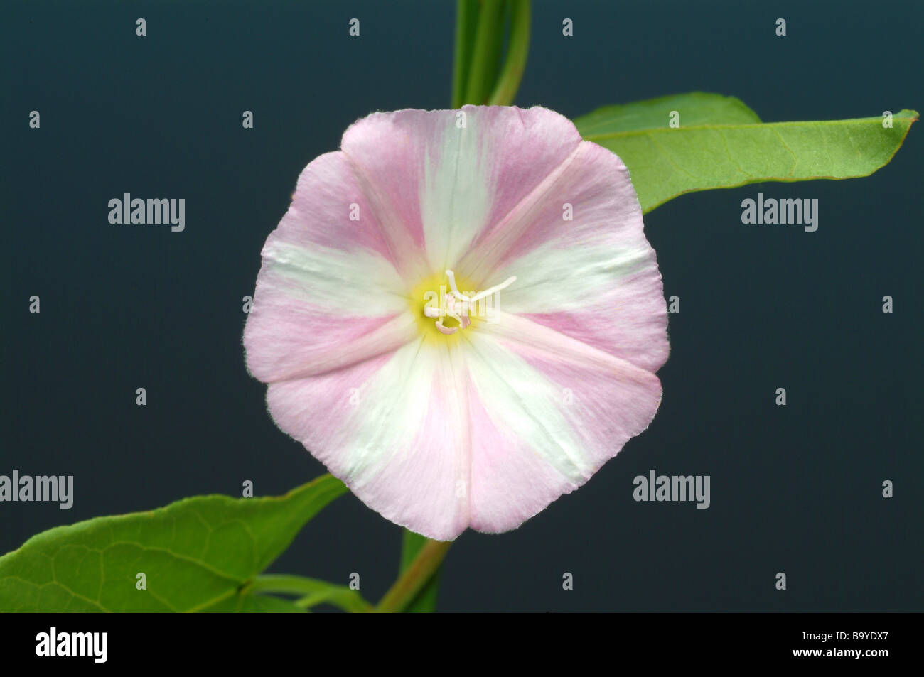 Medicinal plant Ackerwinde common Bindweed Convolvulus arvensis Stock ...
