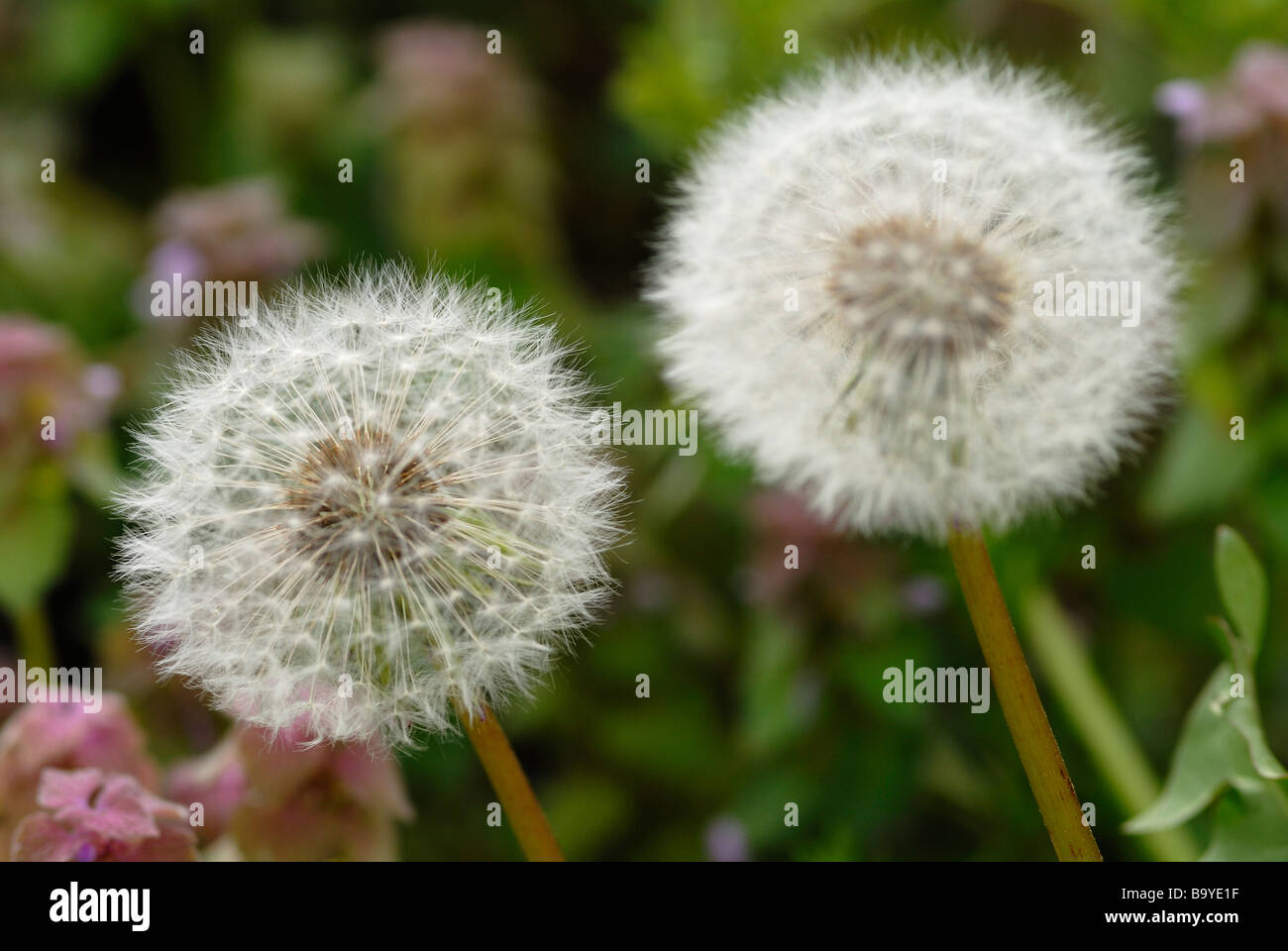 Dandelions parachute hi-res stock photography and images - Alamy