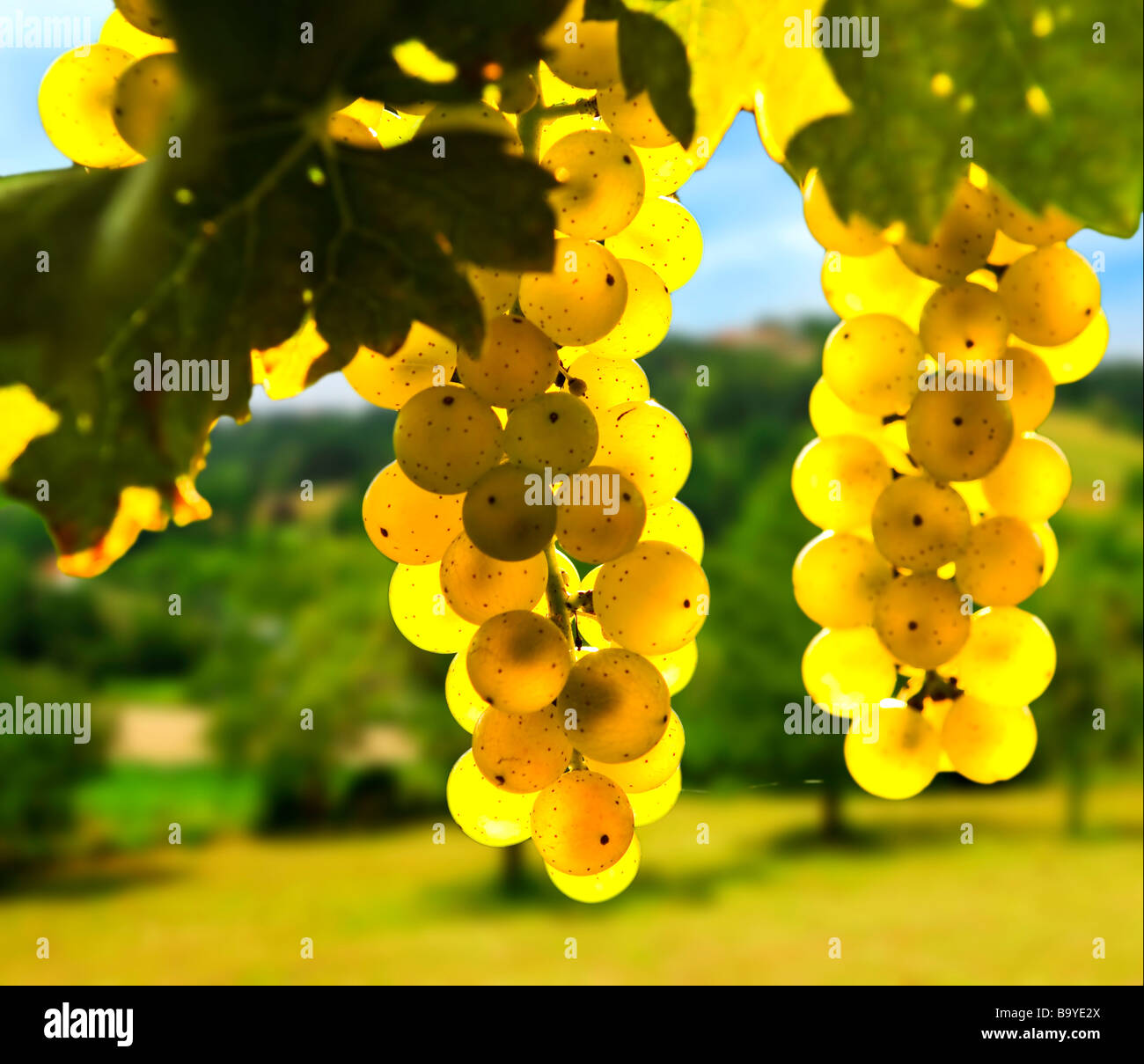 Yellow grapes growing on vine in bright sunshine Stock Photo - Alamy