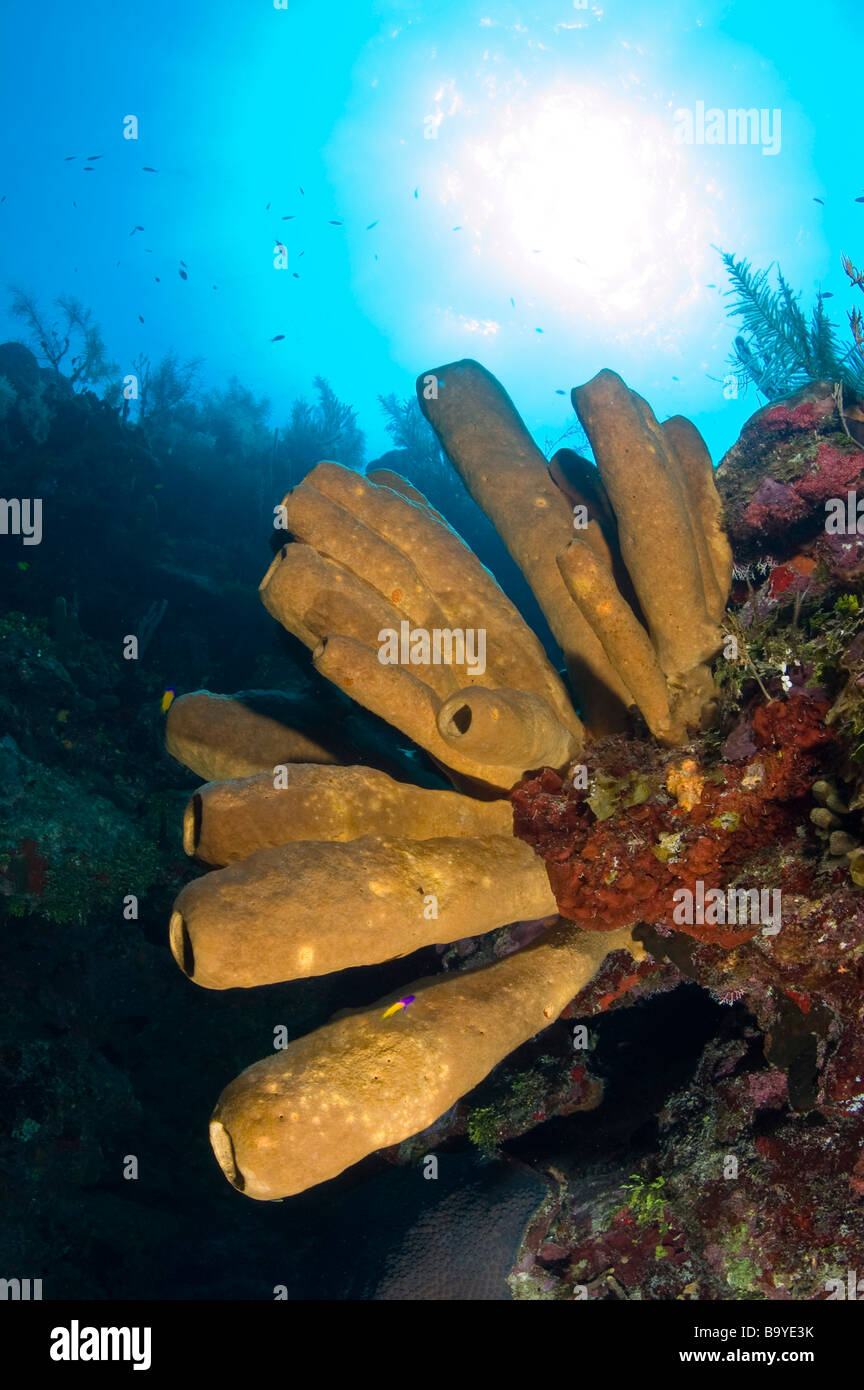 Beautiful tubular coral Stock Photo - Alamy