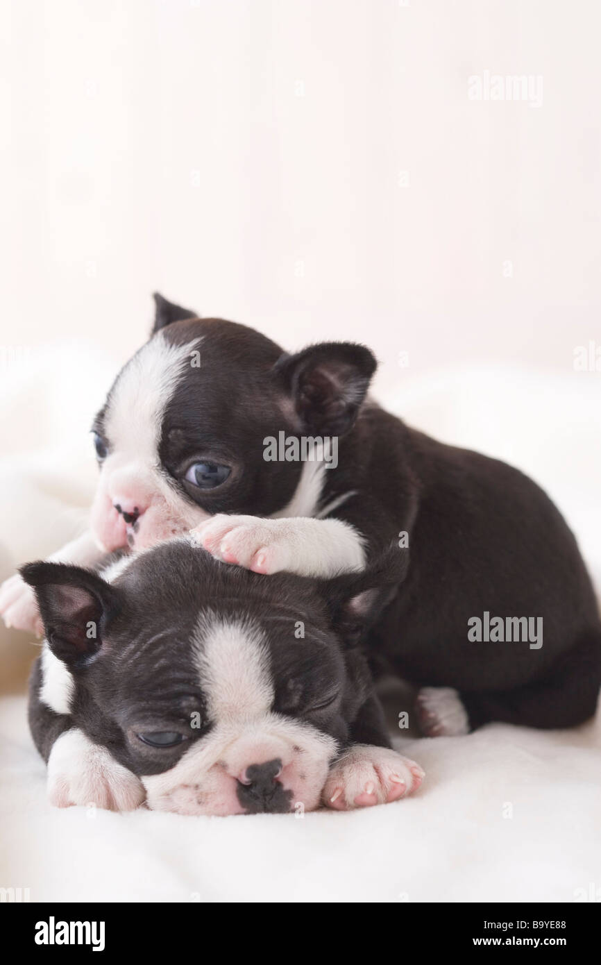 Sleepy two boston terrier Stock Photo - Alamy