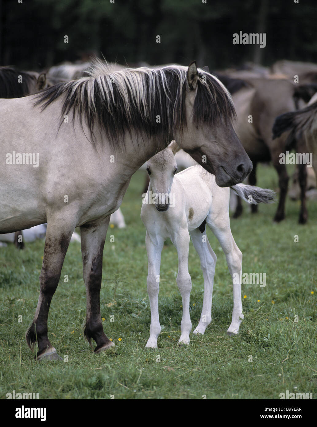 Germany dulmen hi-res stock photography and images - Alamy