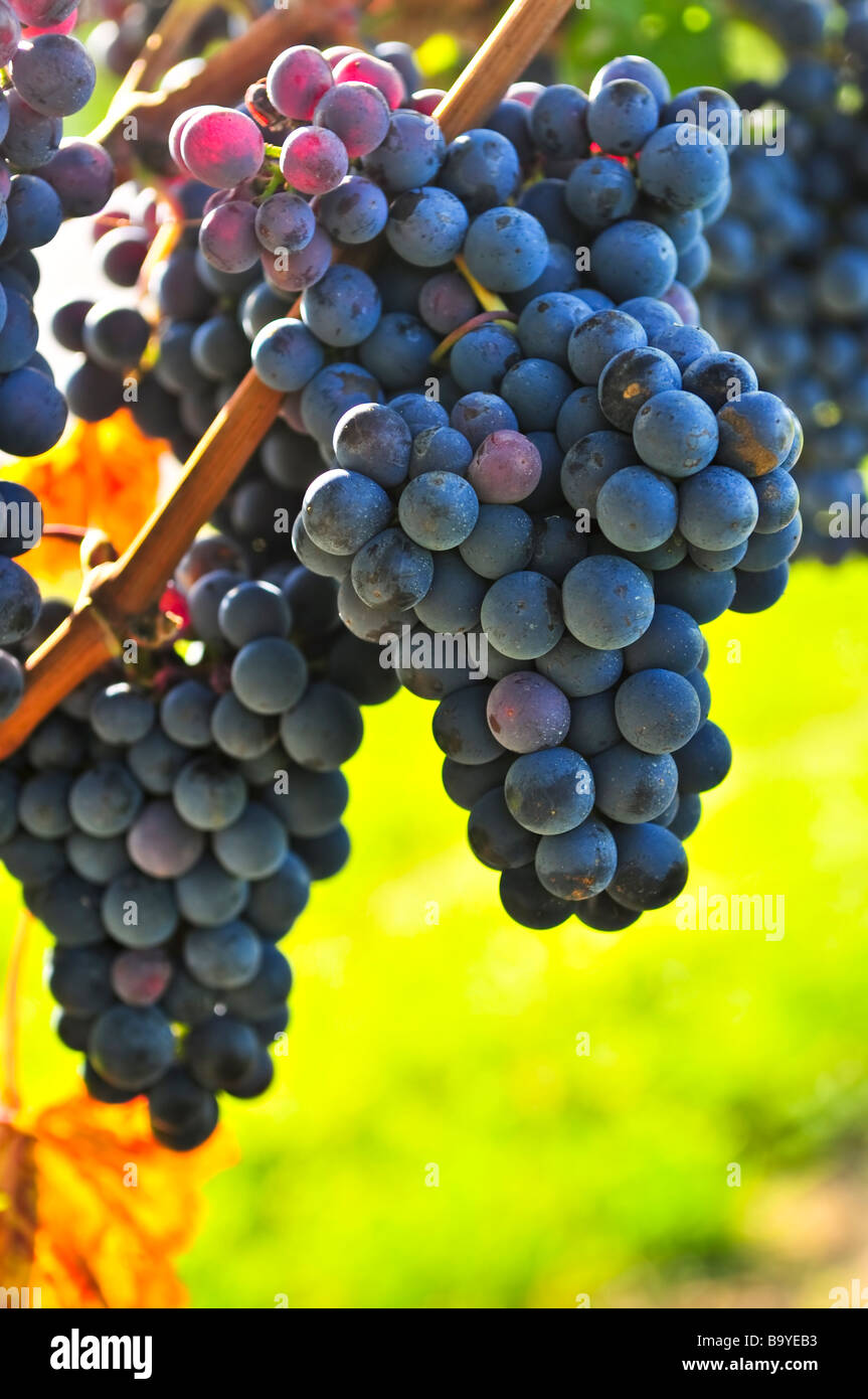 Purple grapes growing on vine in bright sunshine Stock Photo - Alamy