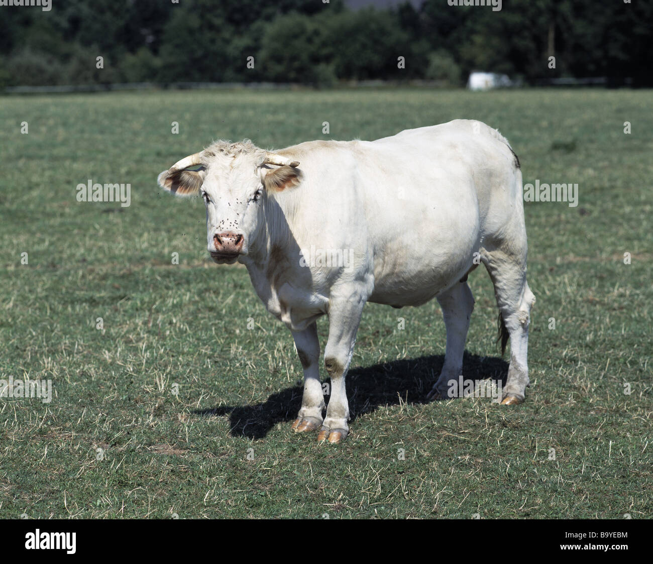 Shorthorn cow hi-res stock photography and images - Alamy