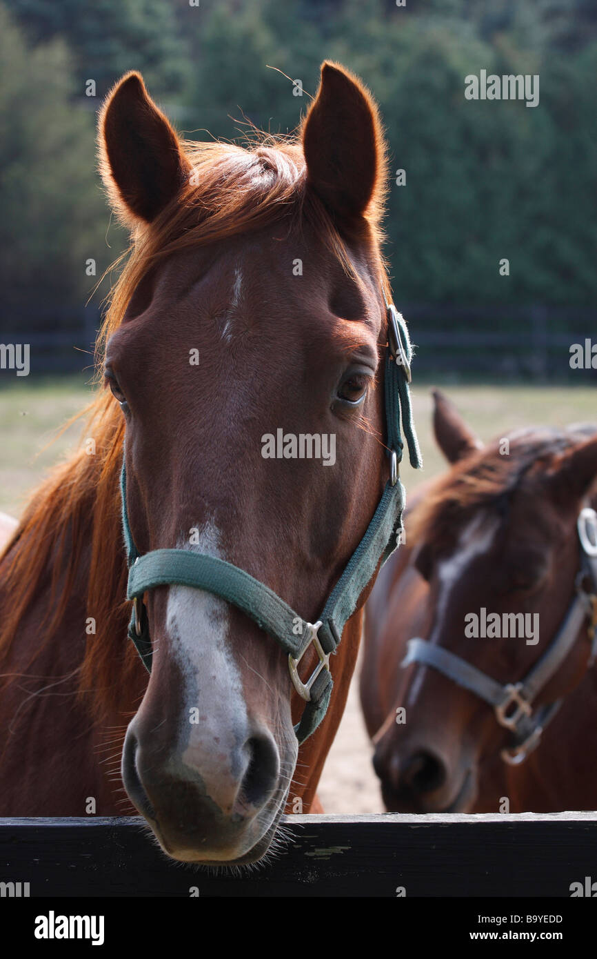 Climate friendly horse hi-res stock photography and images - Alamy