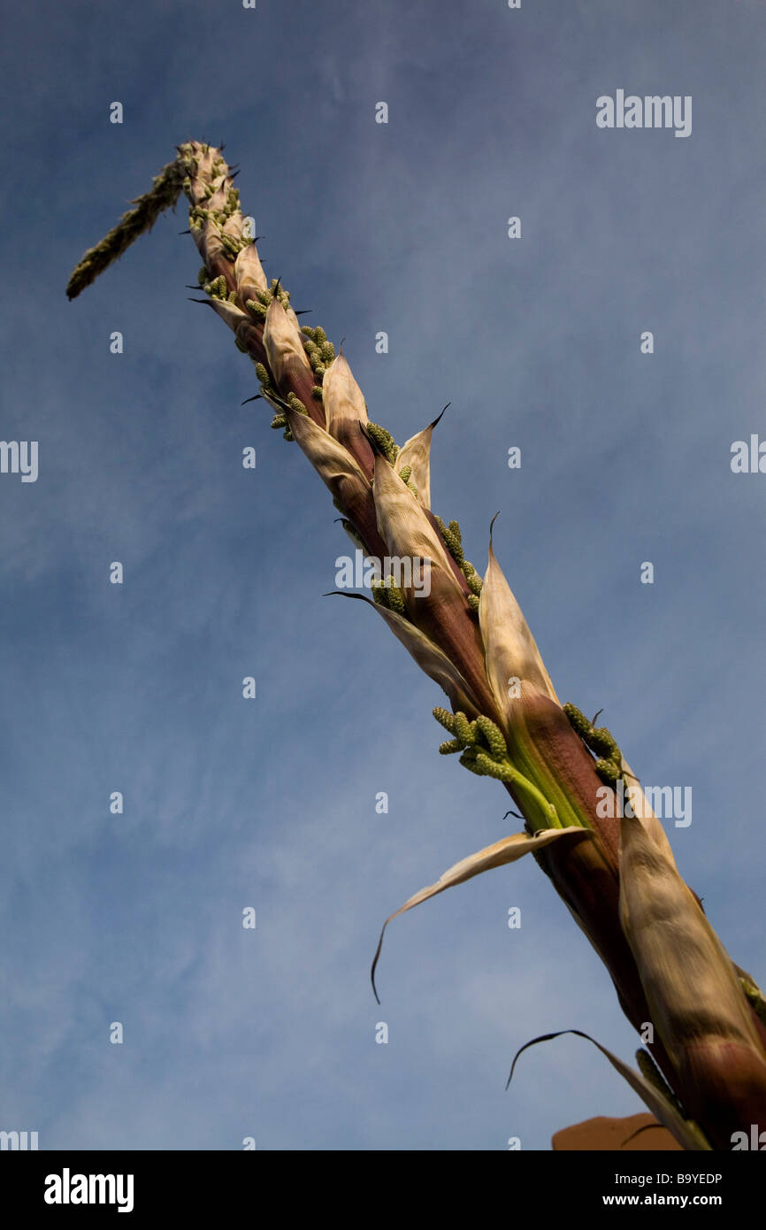 A yucca shoot prepares to bloom in a backyard in Corrales, NM, July 3 ...