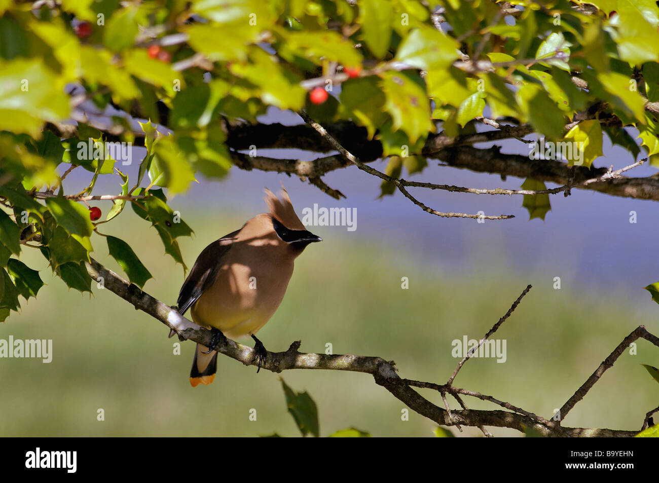 Cedar Waxwing Perched in Holly Tree in Southern Indiana Stock Photo - Alamy