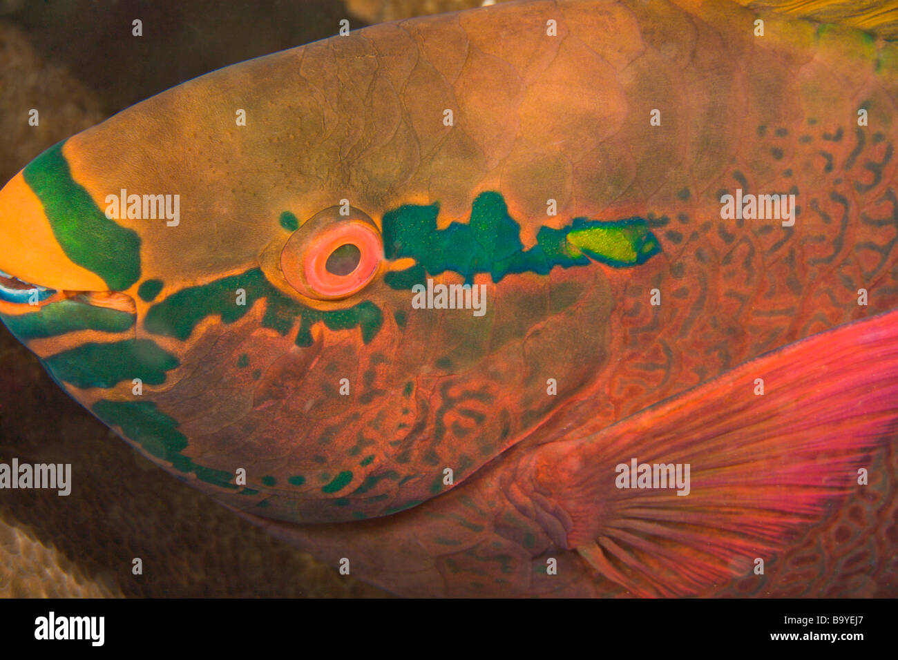 Scaridae hi-res stock photography and images - Alamy