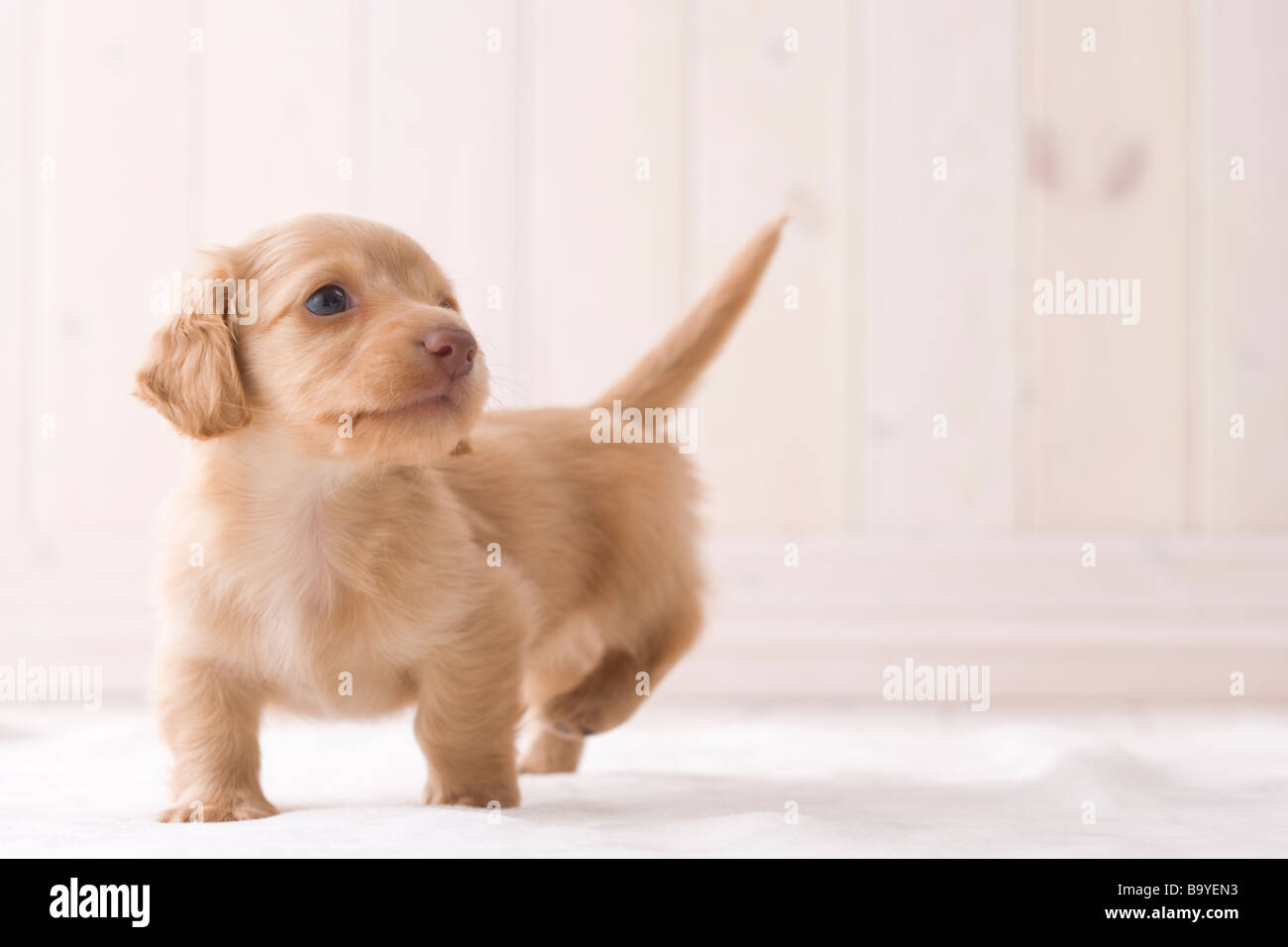Miniature dachshund walking Stock Photo - Alamy