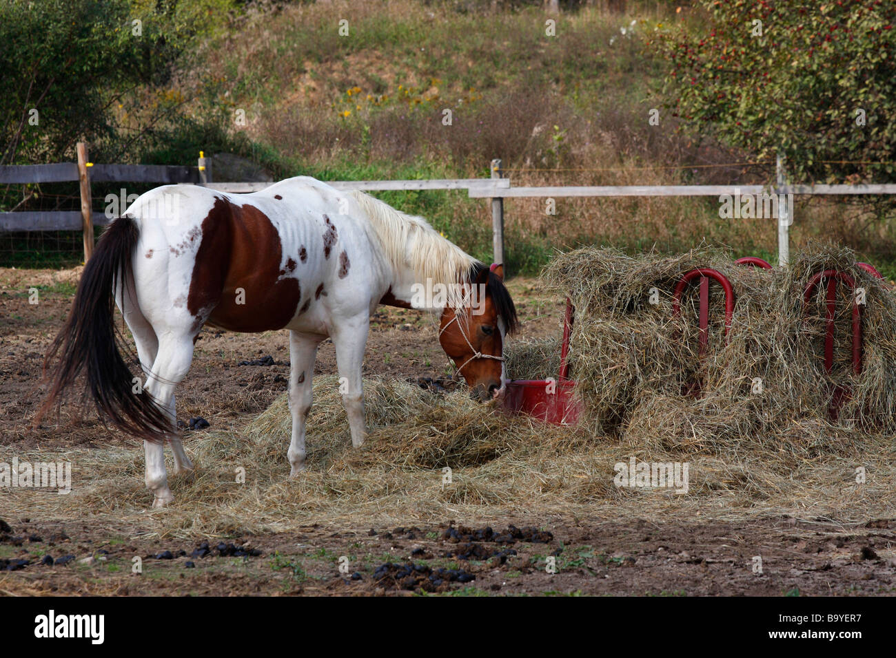 Horse farming hi-res stock photography and images - Alamy