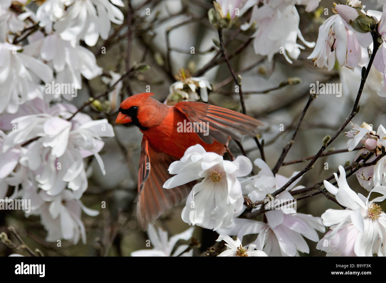 Male Cardinal Cardinalis cardinalis Flying through Blooming Star ...