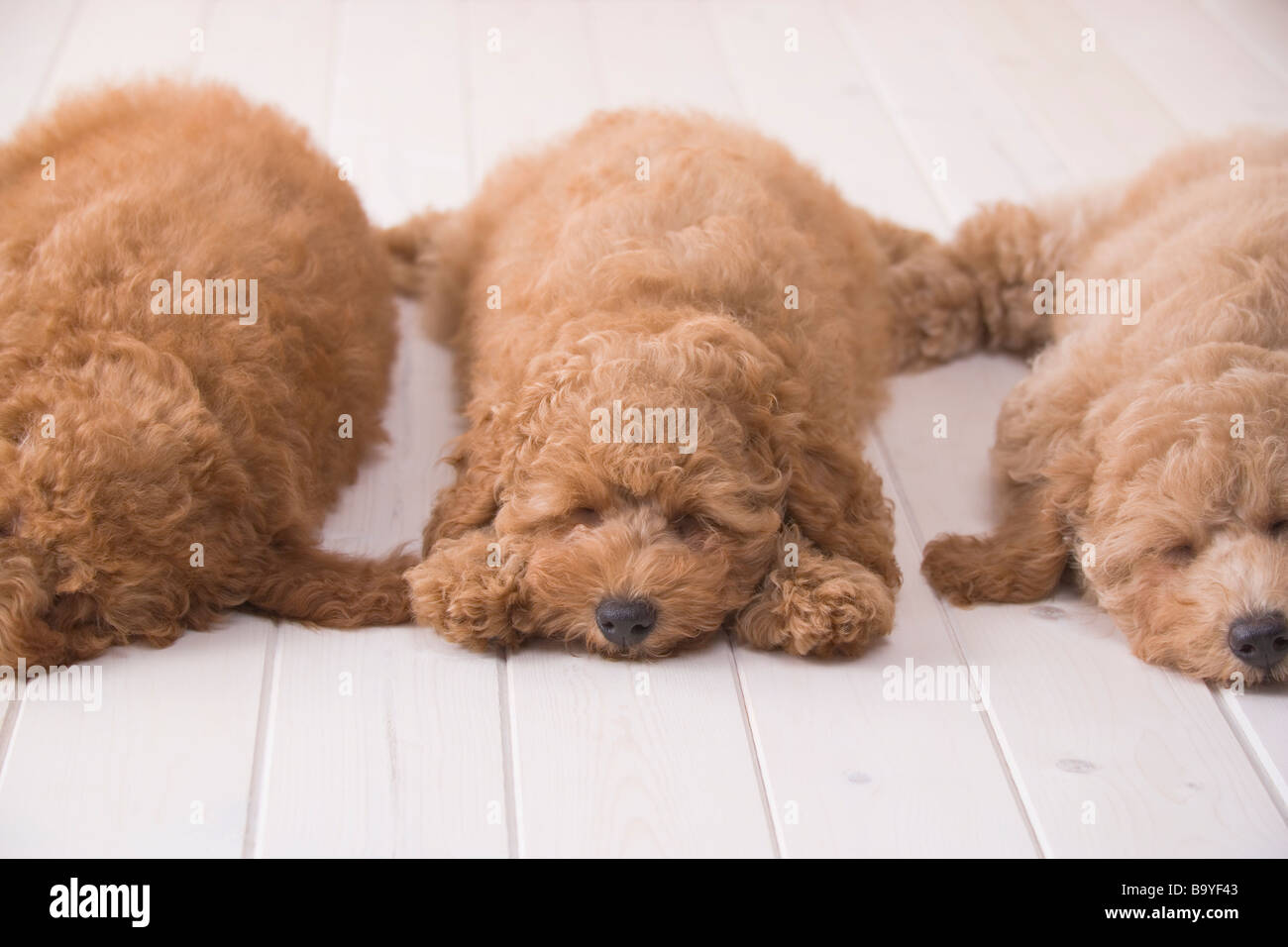 Three poodle lying in a row Stock Photo - Alamy