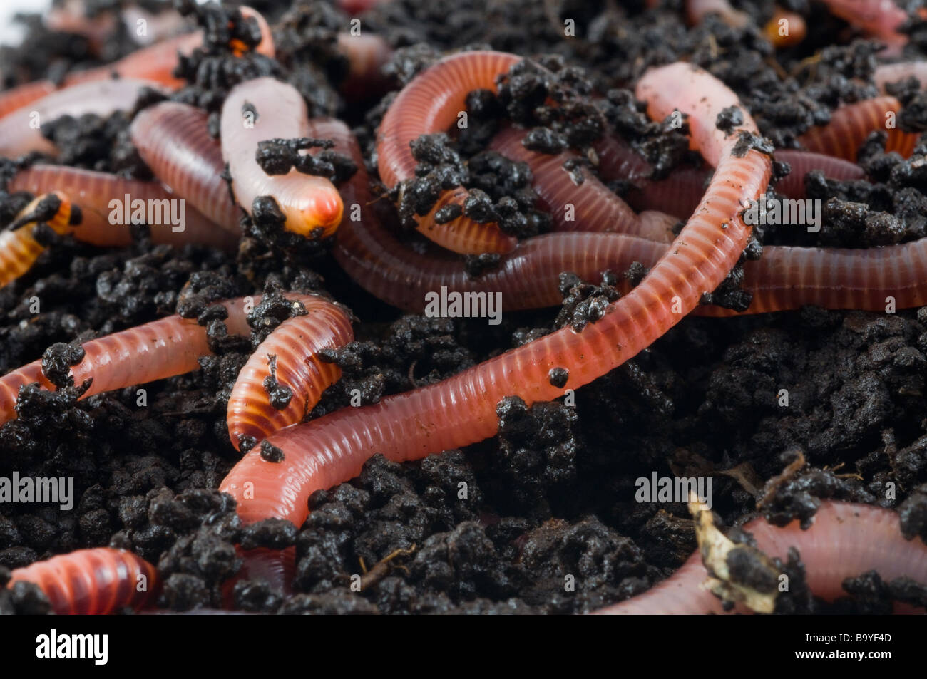 Red worms in dirt hi-res stock photography and images - Alamy