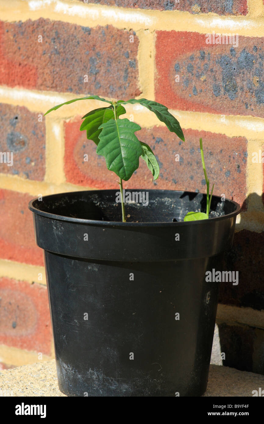 Oak sapling hi-res stock photography and images - Alamy